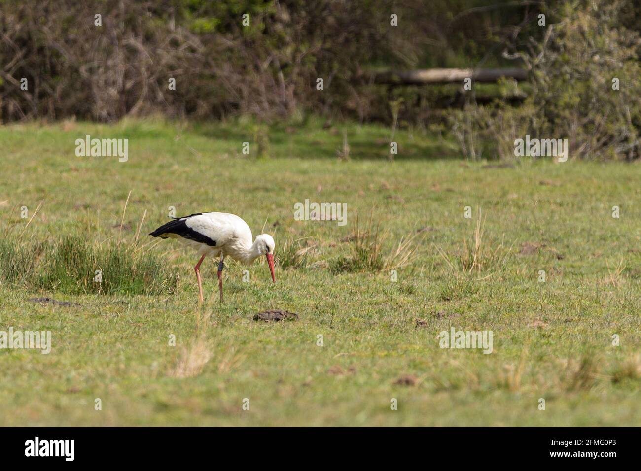 White stork looking at cow pat for insects hi-res stock photography and ...