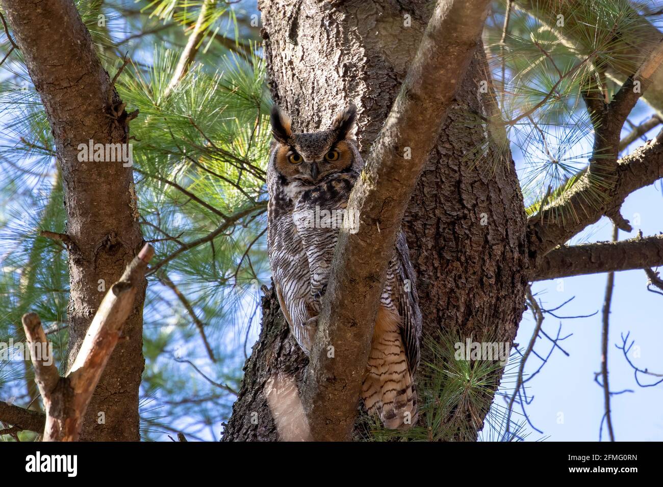 Great horned owl hidden in the crowns of a tree Stock Photo - Alamy