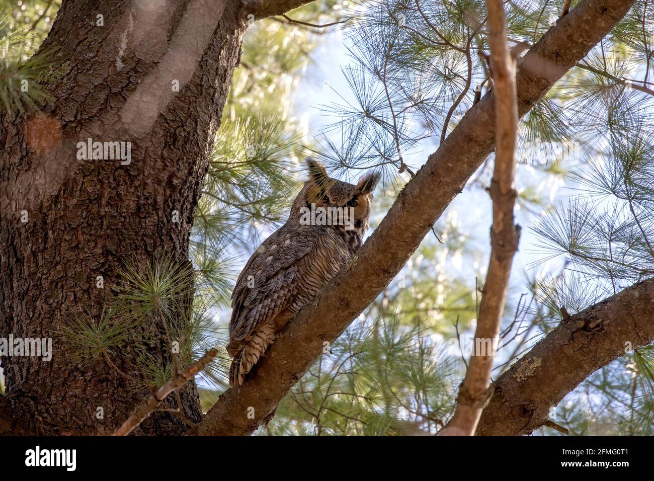 Great horned owl hidden in the crowns of a tree Stock Photo - Alamy
