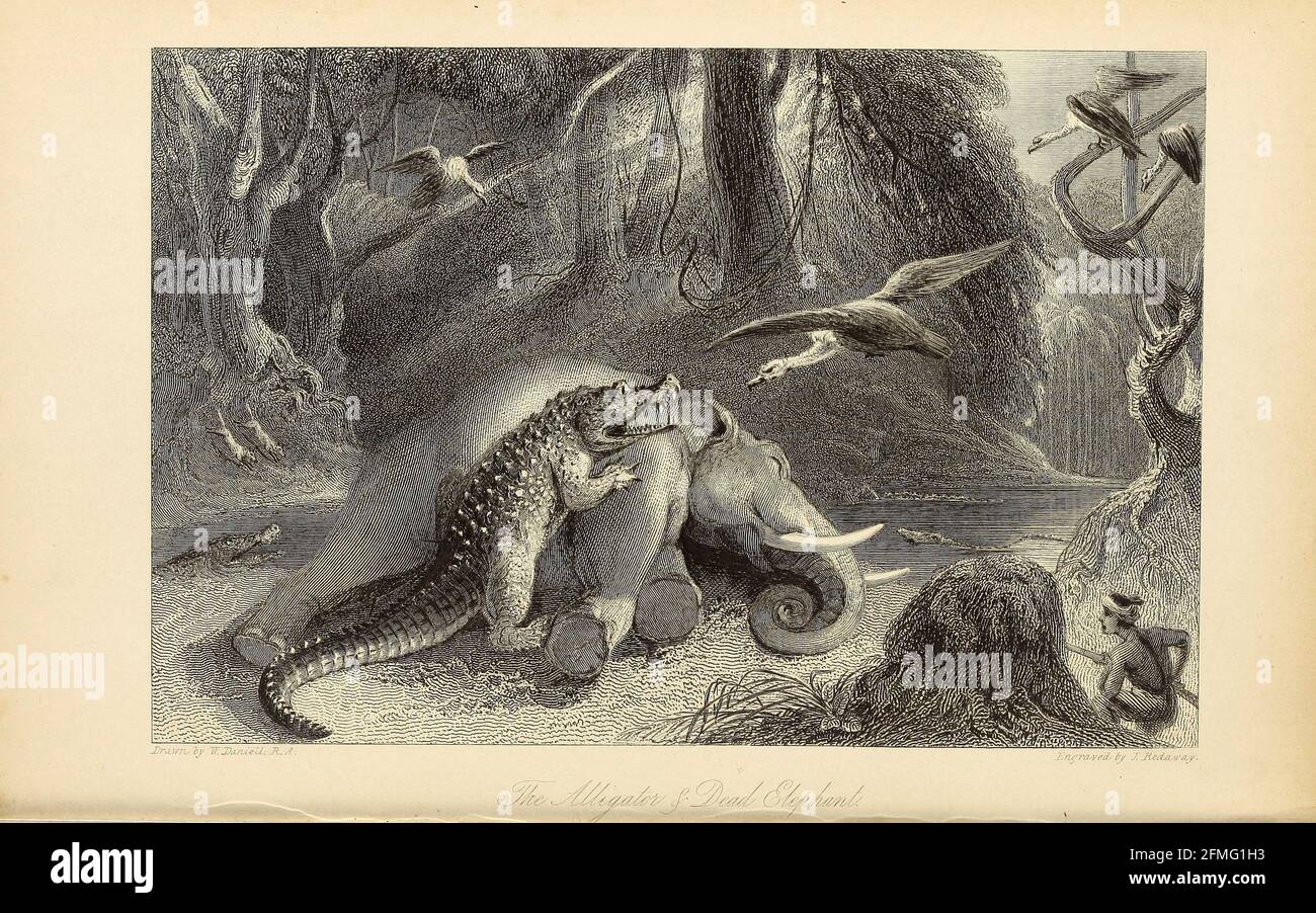 Vintage drawings of wild animals hi-res stock photography and images ...