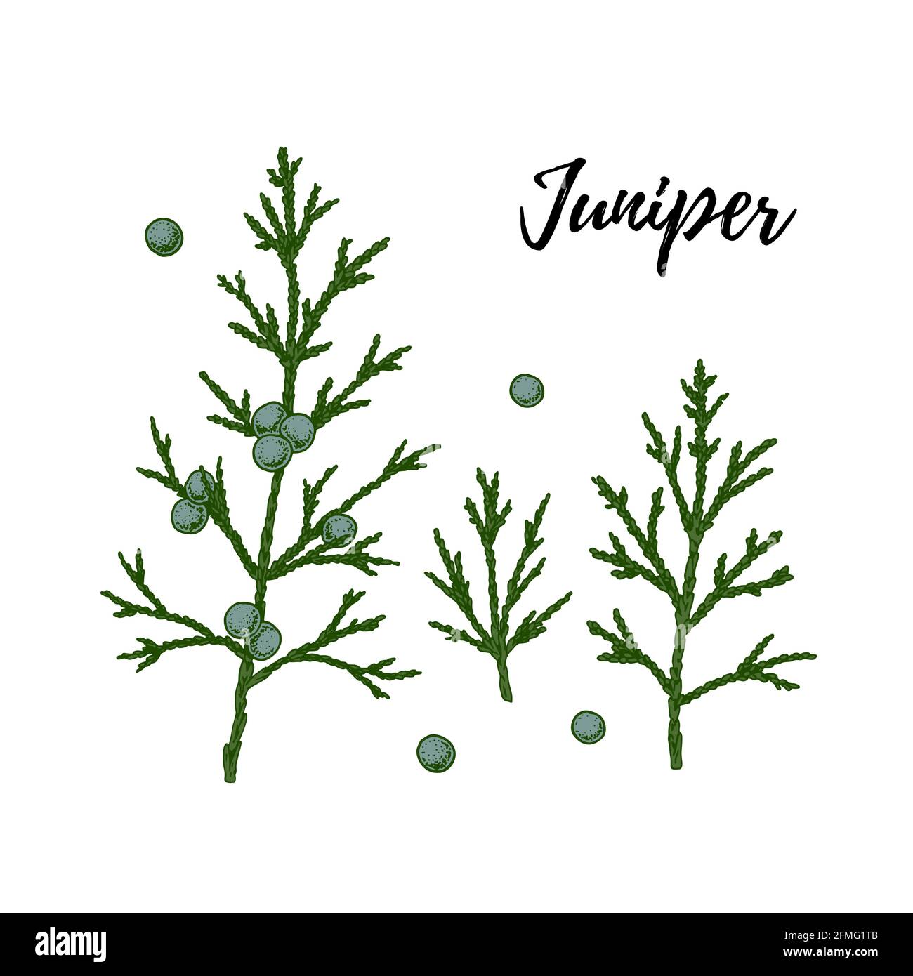 Set of hand drawn green juniper branch with berries isolated on white ...