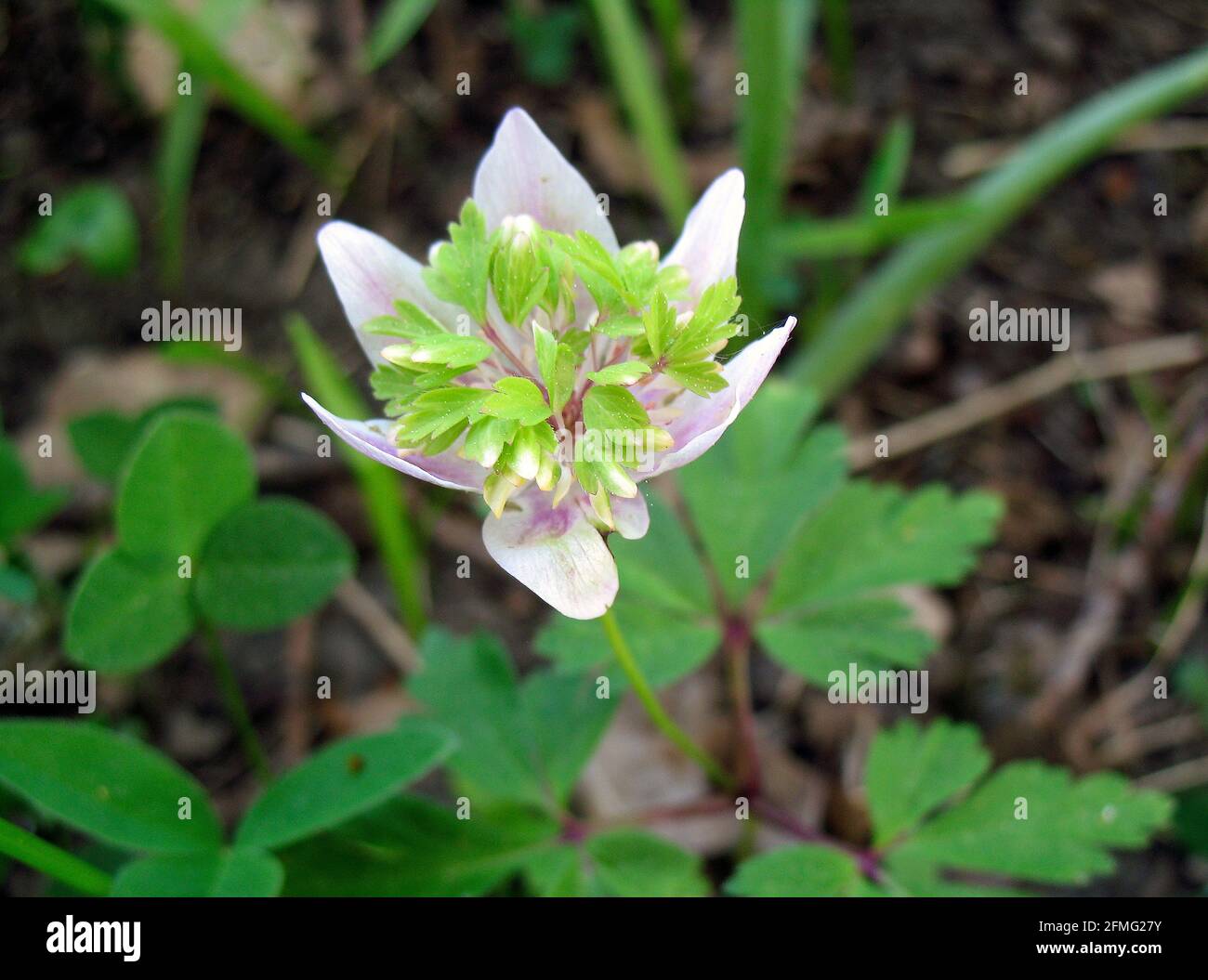 White European Wood aneomone. Mutaed anemone nemorosa or windflower ...