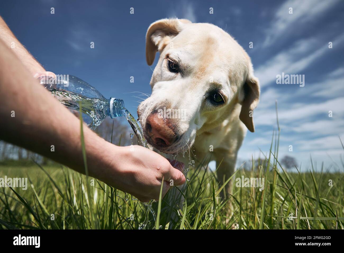 Dog drinking water from plastic bottle. Pet owner takes care of his ...