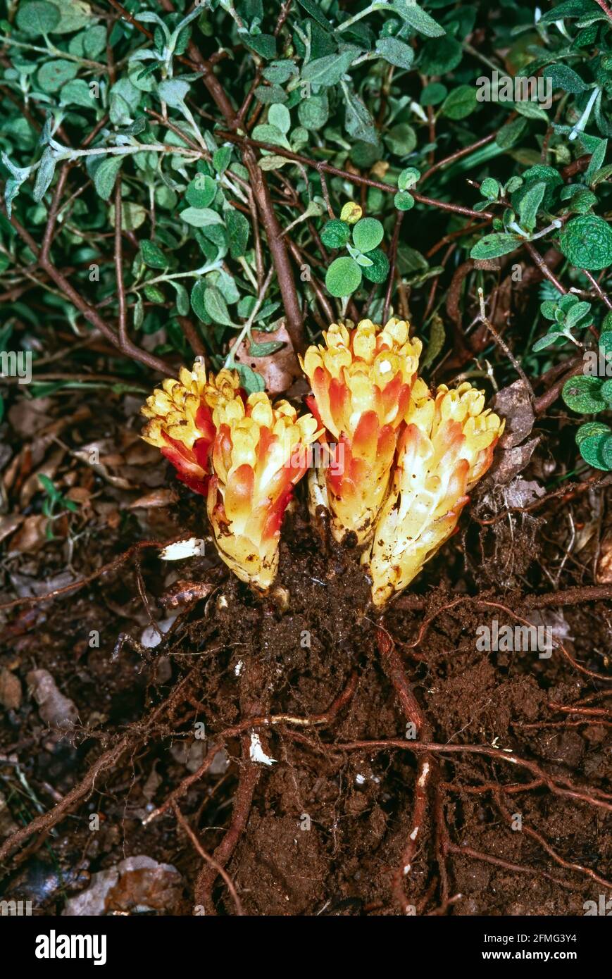 Dysentery High Resolution Stock Photography and Images - Alamy