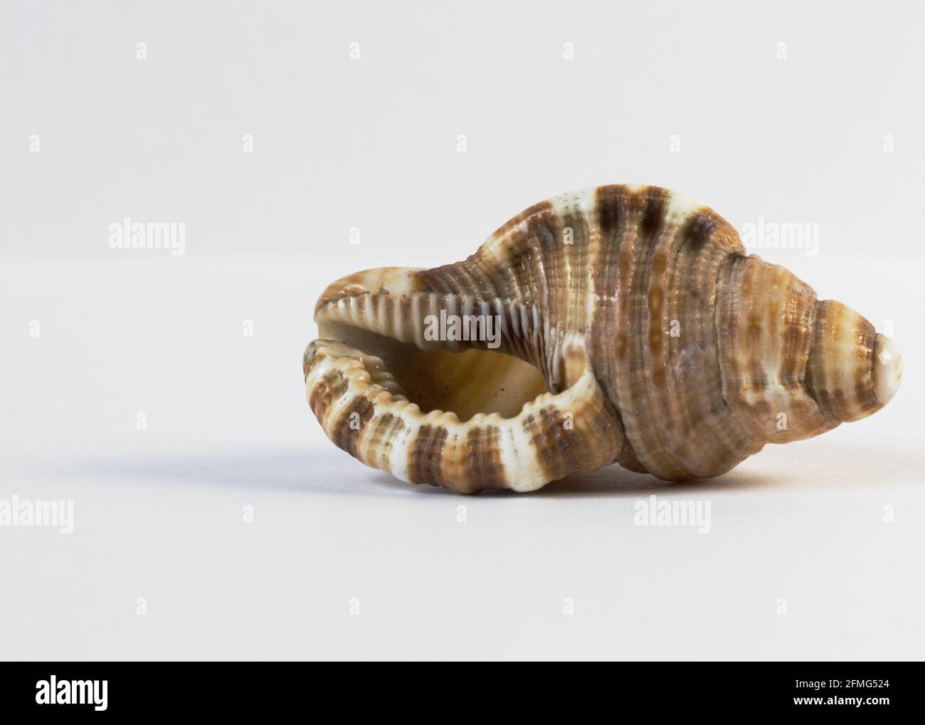 Seashell isolated on white background Stock Photo - Alamy