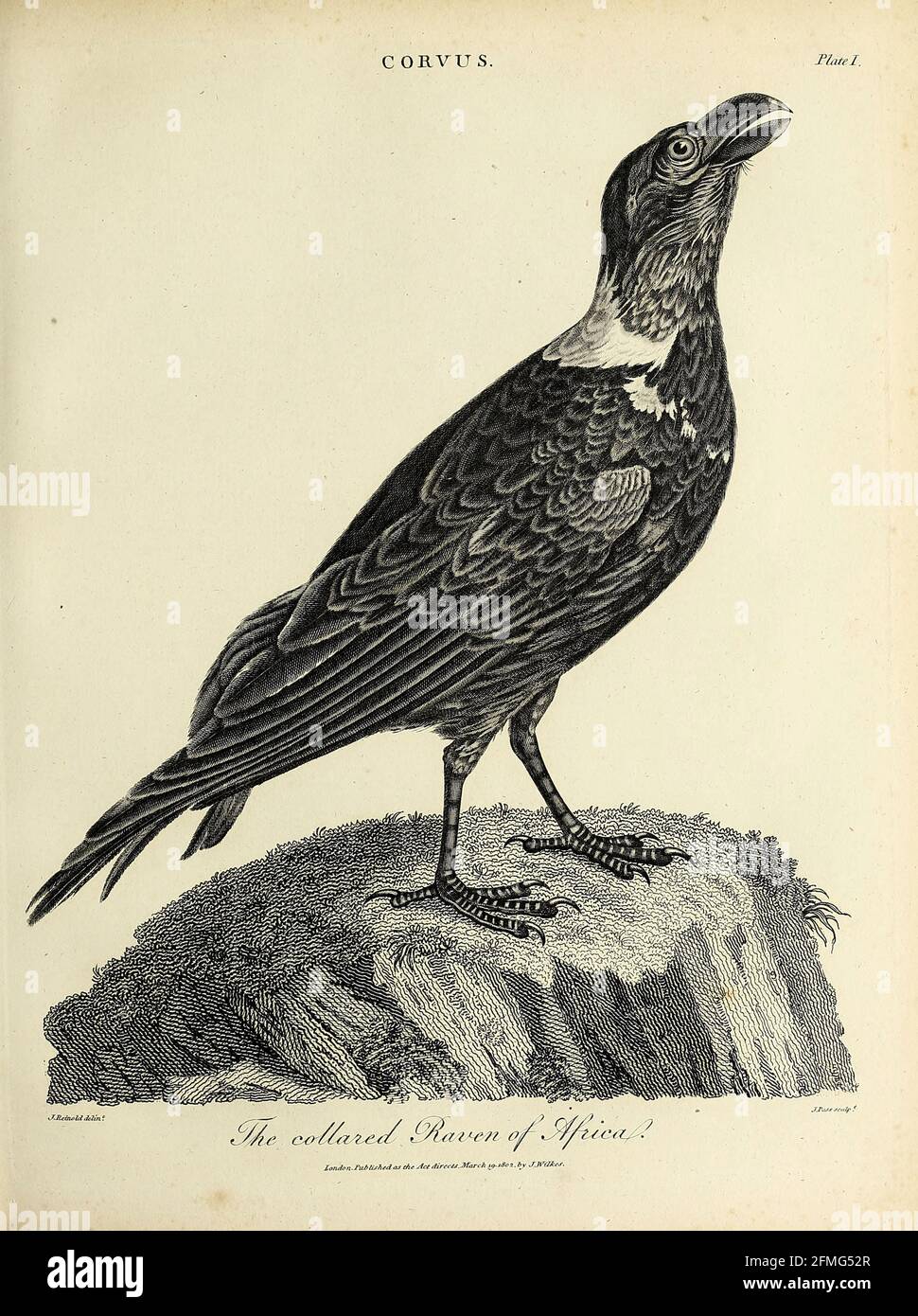 John raven hi-res stock photography and images - Alamy