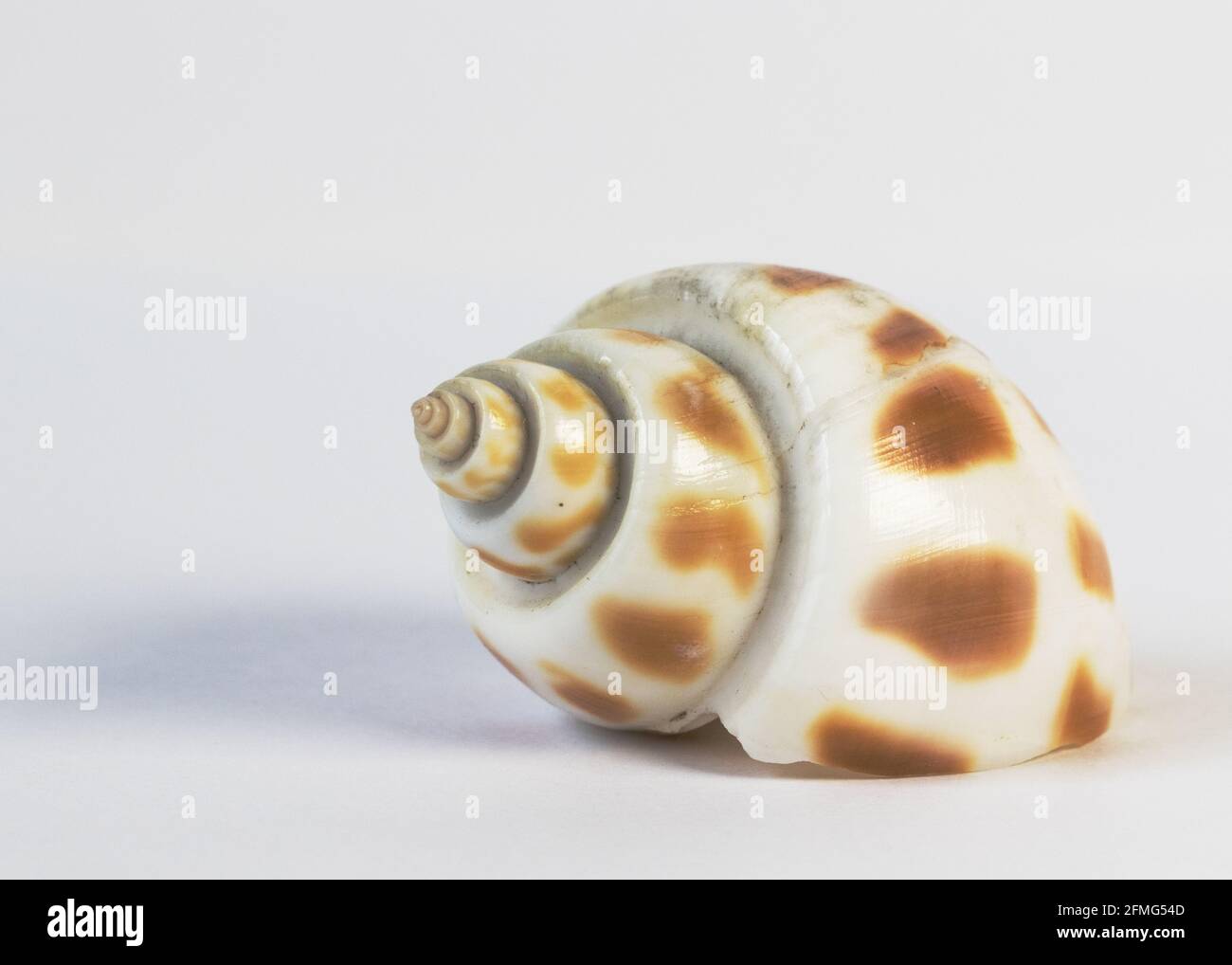 Seashell isolated on white background Stock Photo - Alamy