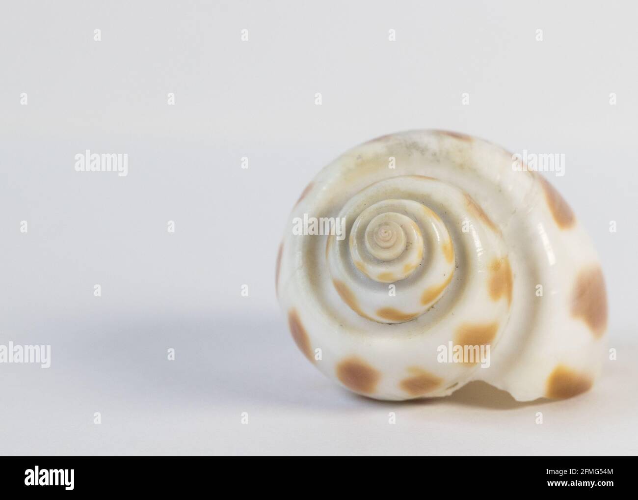 Seashell isolated on white background Stock Photo - Alamy