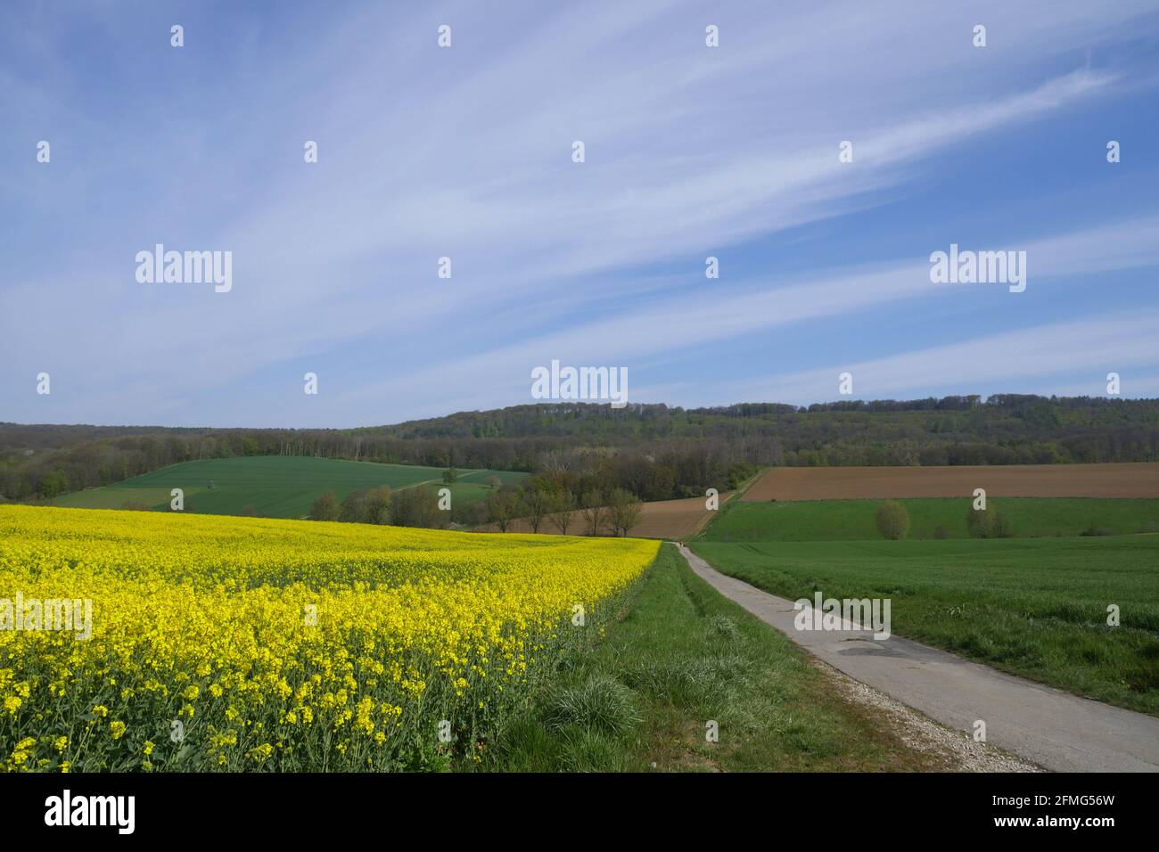 Rapeseed fields in the landscape Stock Photo - Alamy