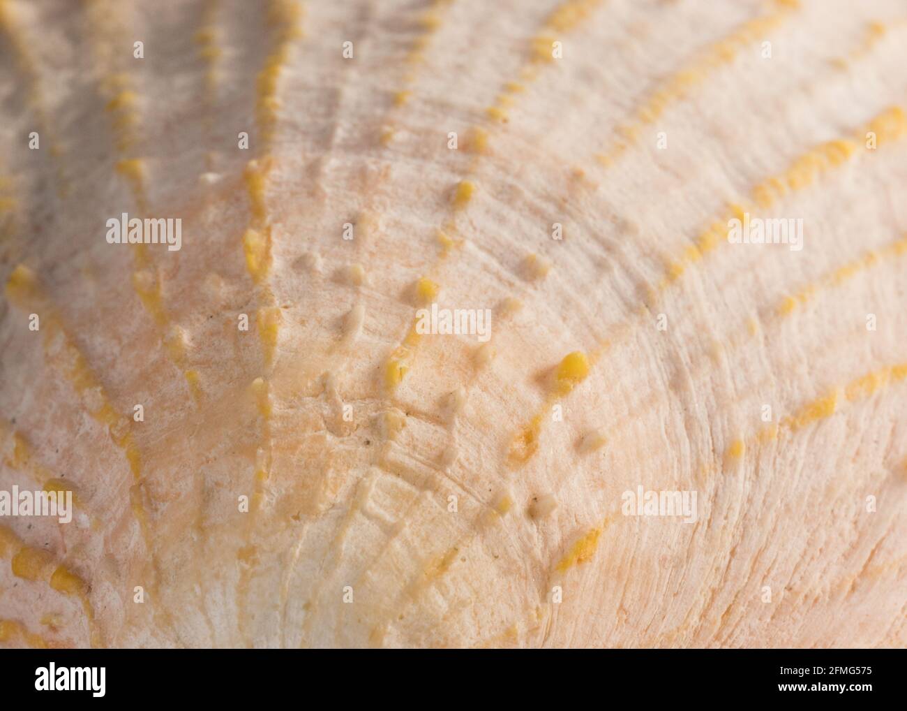 Clam like hi-res stock photography and images - Alamy