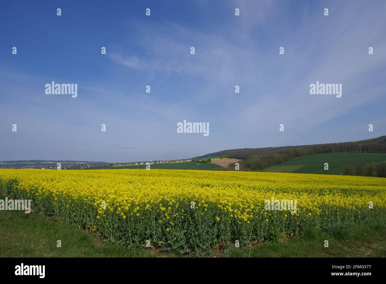 Rapeseed fields in the landscape Stock Photo - Alamy