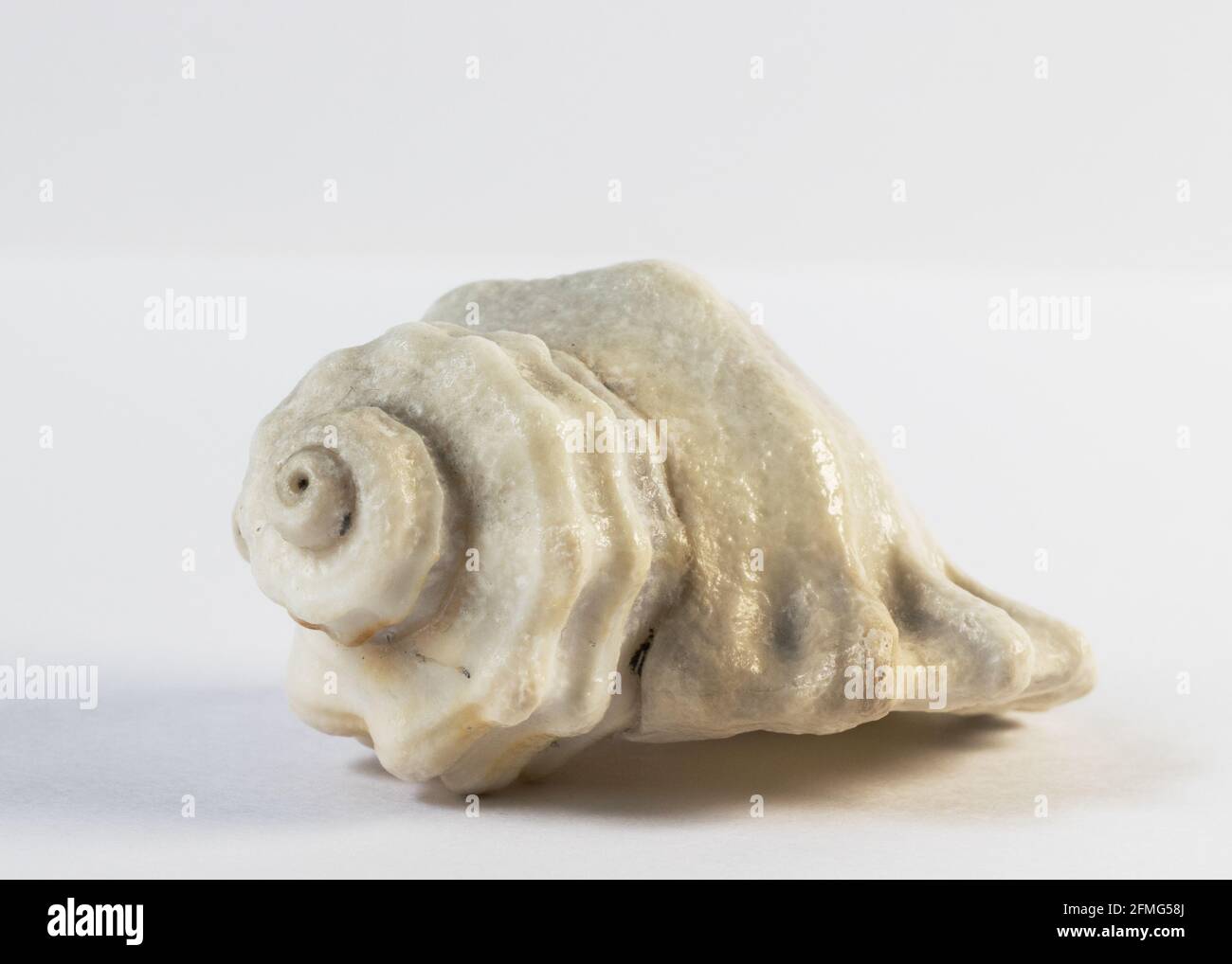Seashell isolated on white background Stock Photo - Alamy