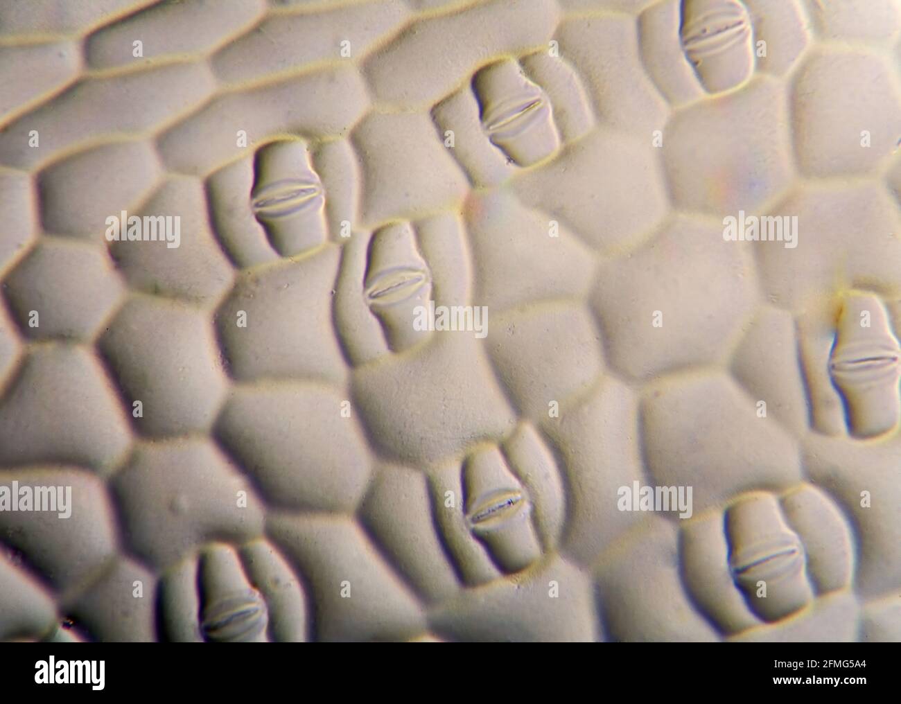 Leaf Epidermis Stomata High Resolution Stock Photography and Images - Alamy
