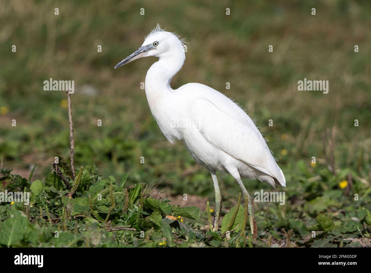 Young Snowy Egret