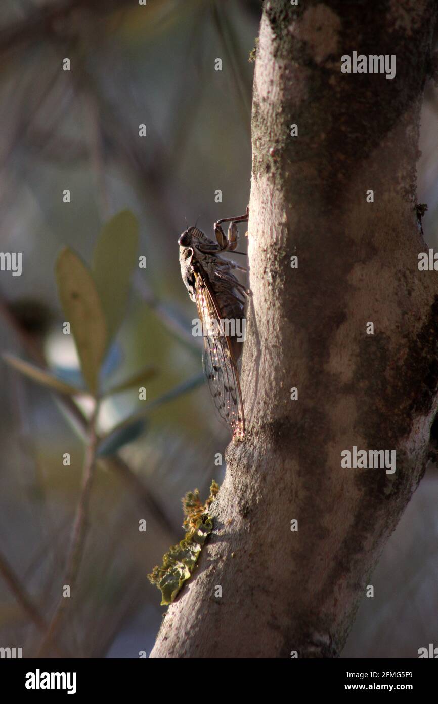 Cicada (Cicada orni) hiding in an olive tree for camouflage in ...