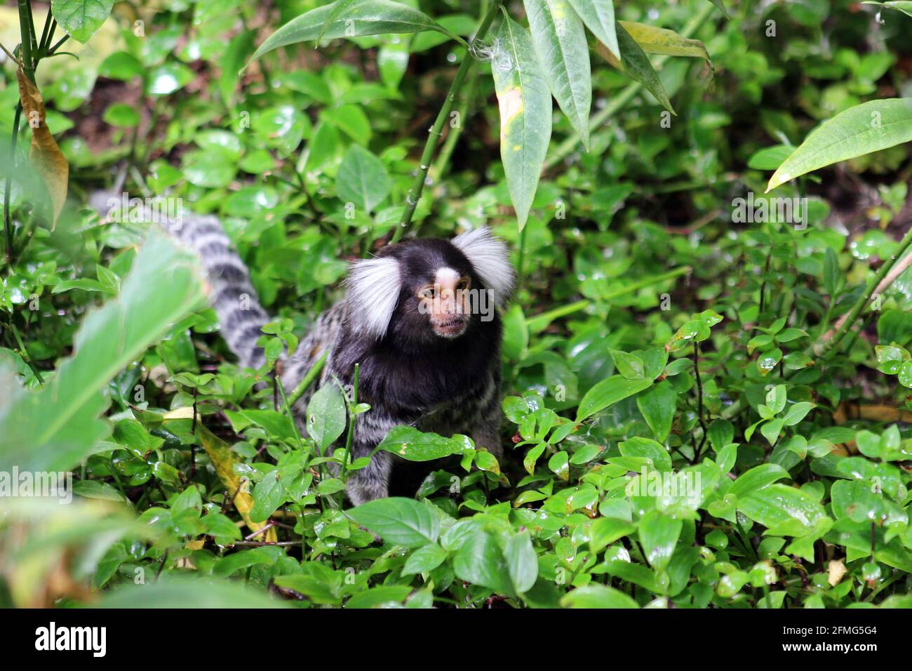 Common marmoset hi-res stock photography and images - Alamy