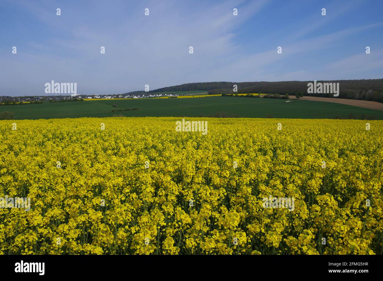 Rapeseed fields in the landscape Stock Photo - Alamy