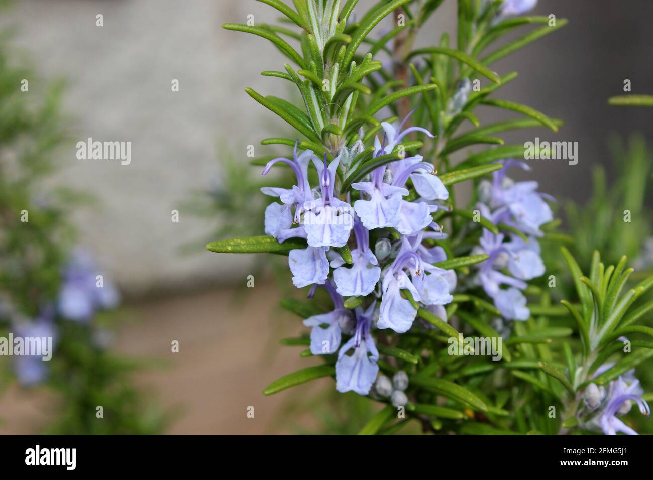Rosemary flower hi-res stock photography and images - Alamy