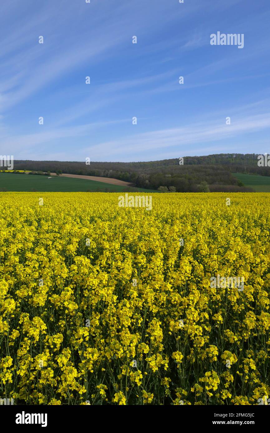 Rapeseed fields in the landscape Stock Photo - Alamy