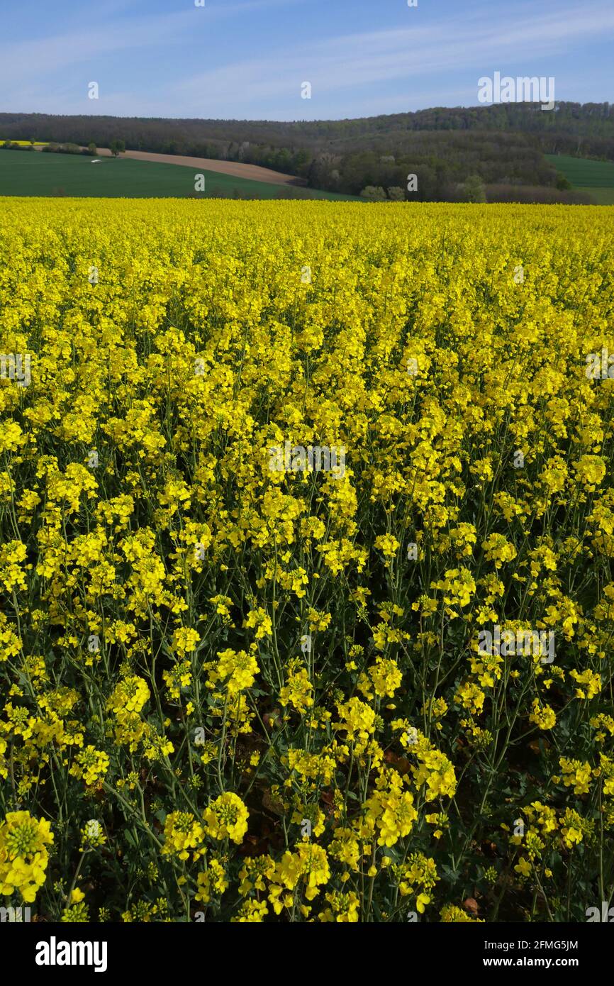 Rapeseed fields in the landscape Stock Photo - Alamy