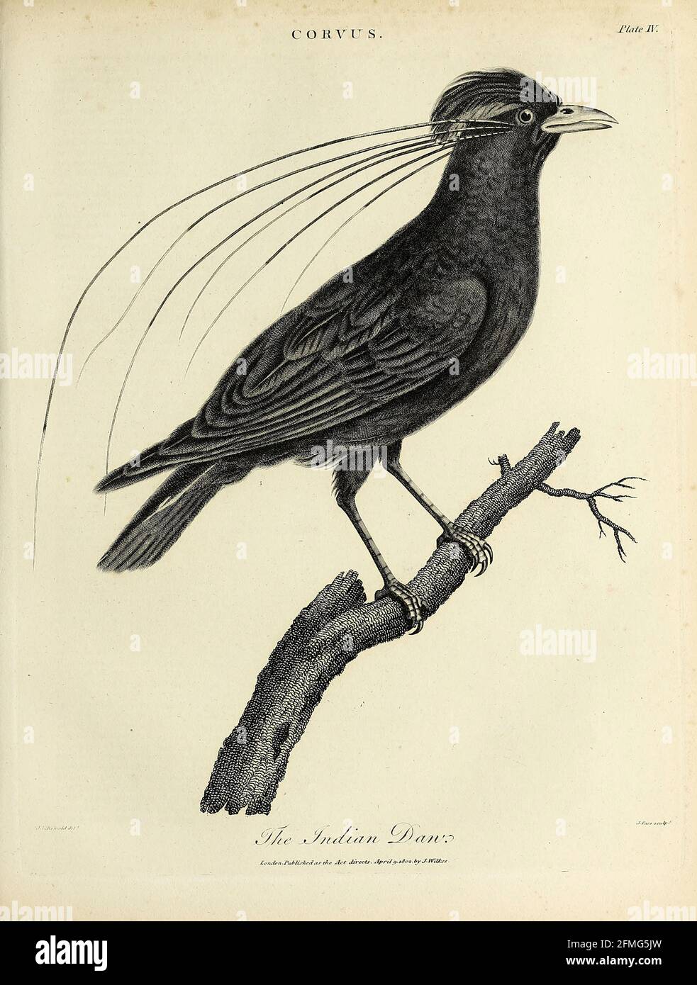 Sciences animals hi-res stock photography and images - Alamy