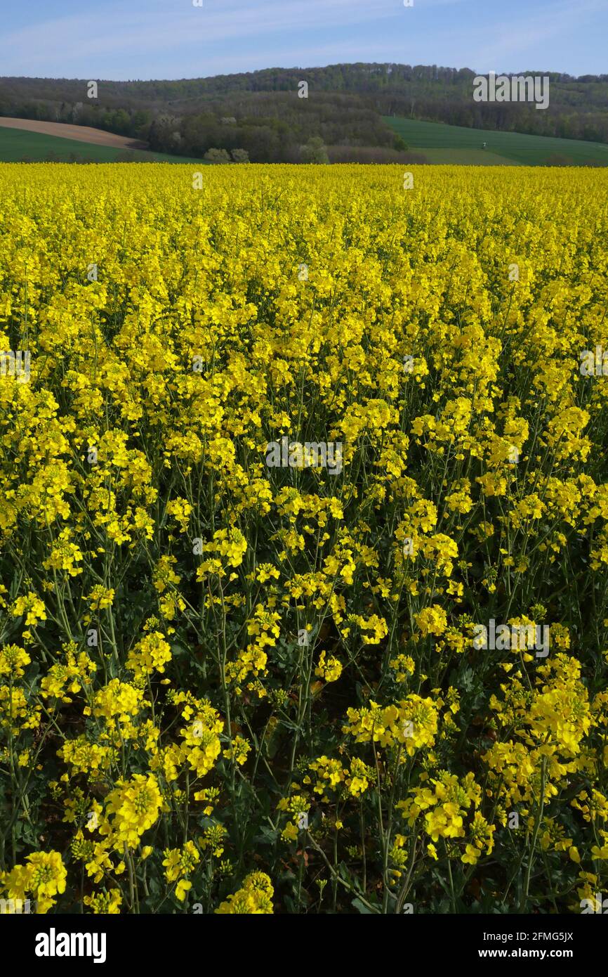 Yellow rapeseed field pathway hi-res stock photography and images - Alamy