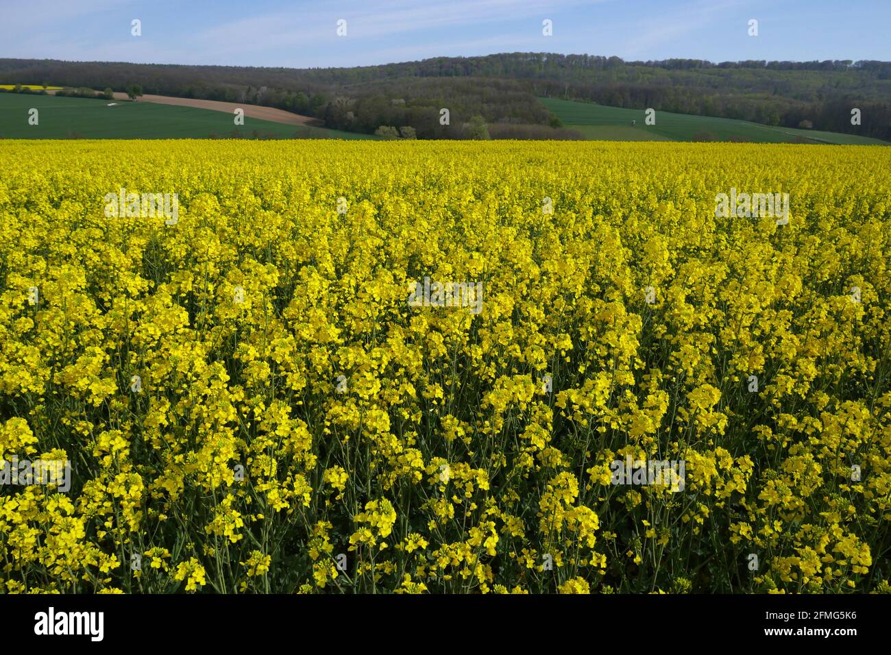 Rapeseed fields in the landscape Stock Photo - Alamy