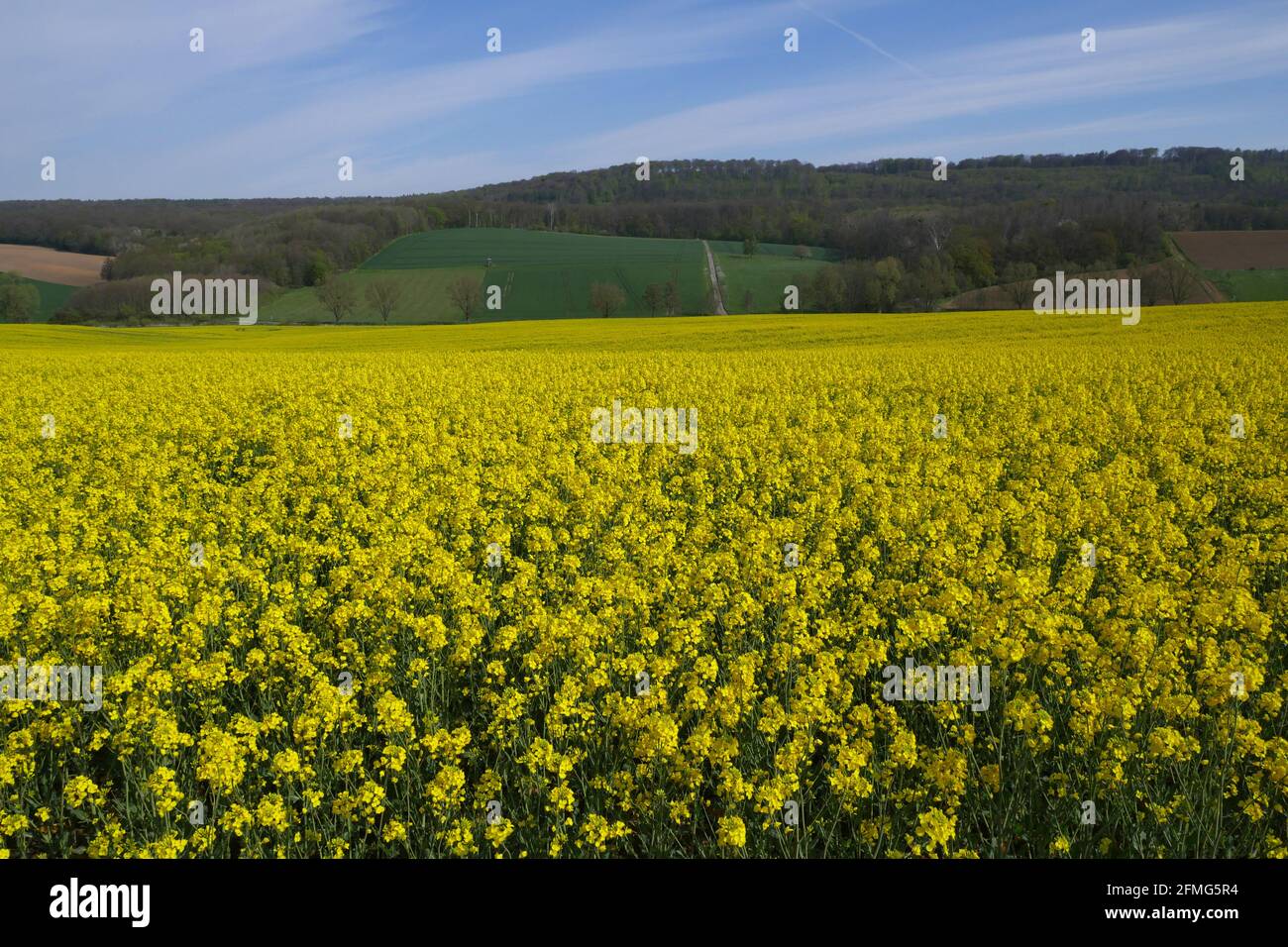 Rapeseed fields in the landscape Stock Photo - Alamy