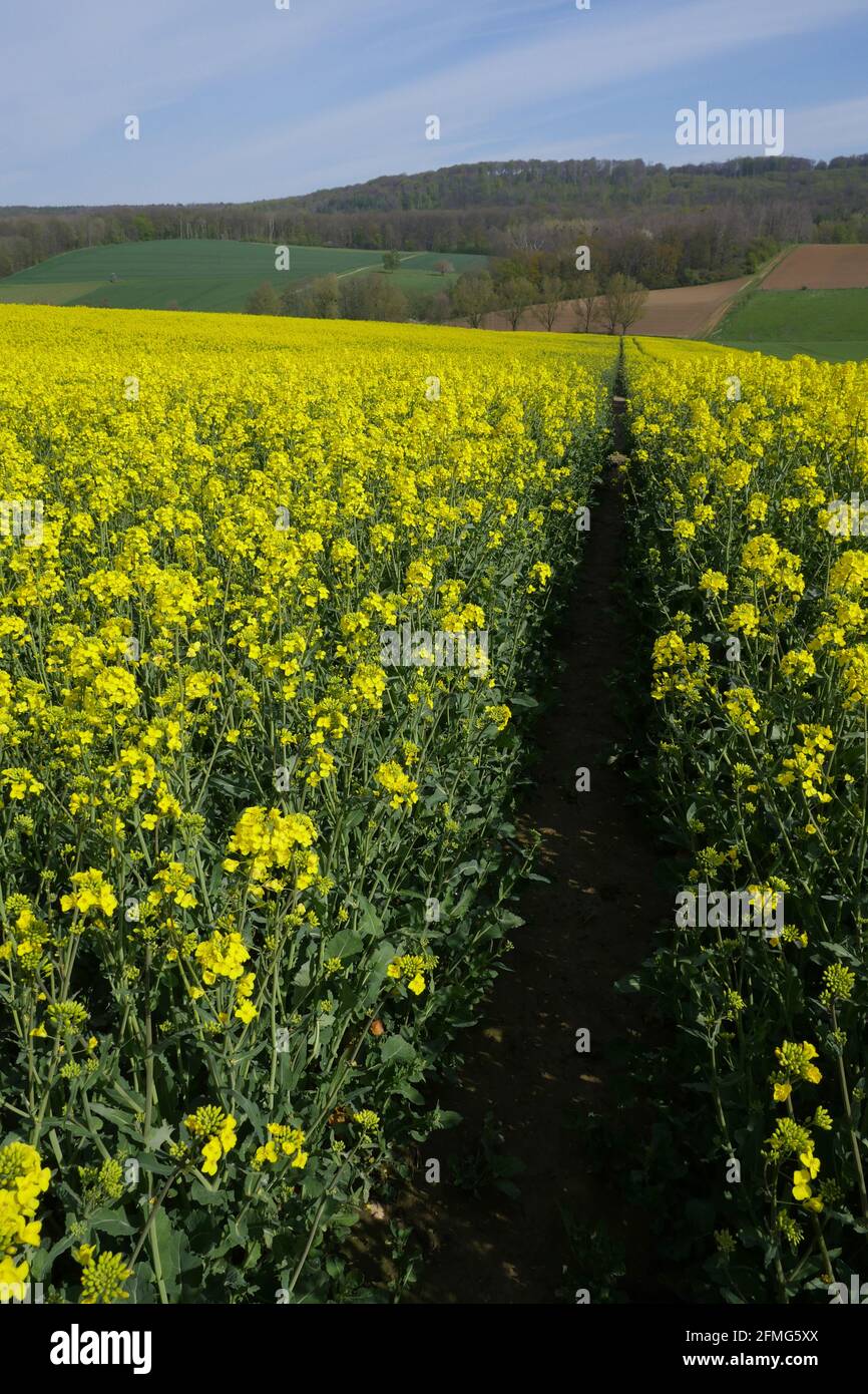 Rapeseed fields in the landscape Stock Photo - Alamy