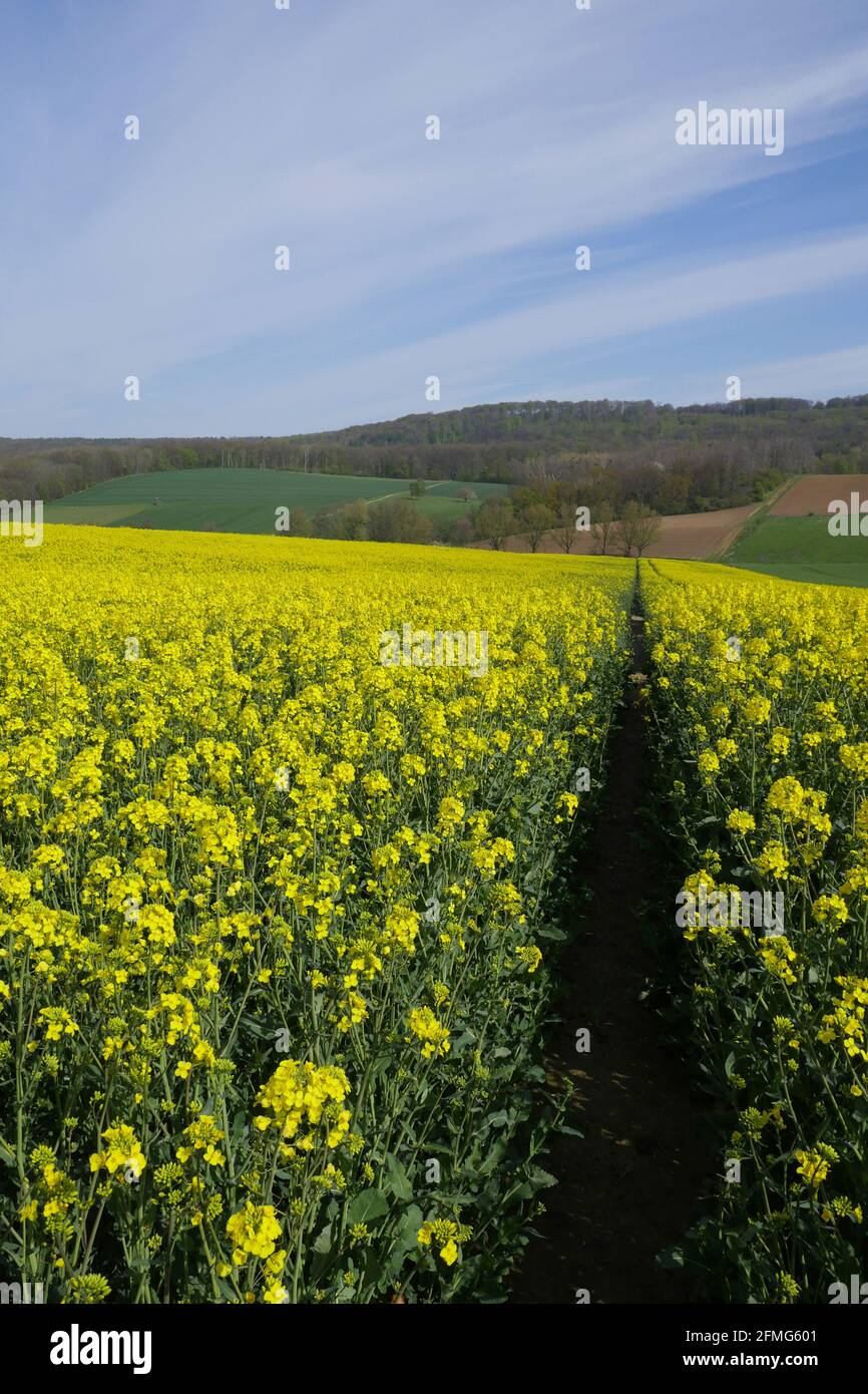 Rapeseed Oil Rich Seed High Resolution Stock Photography and Images - Alamy