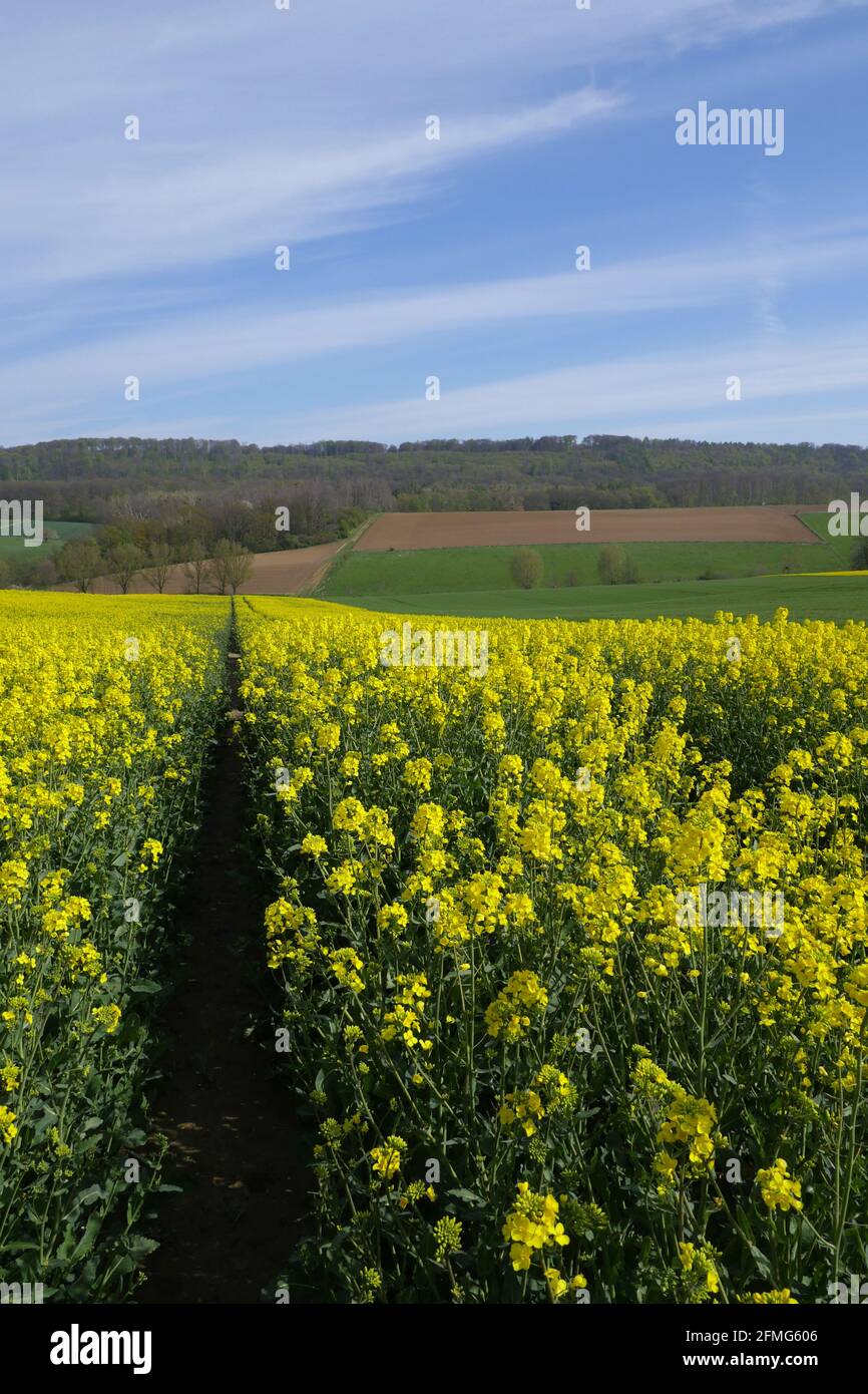 Panorama fild of rapeseed hi-res stock photography and images - Alamy