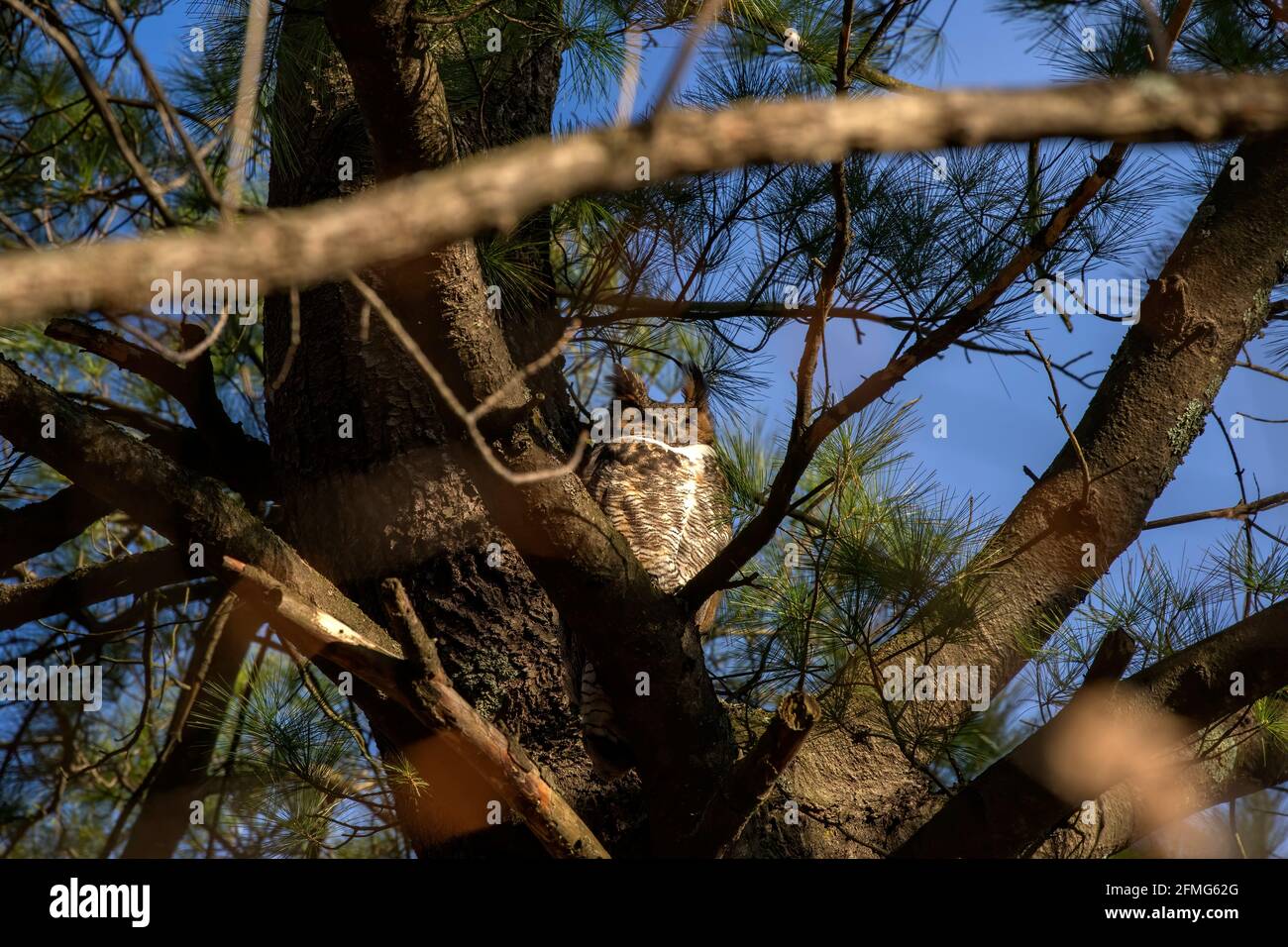 Great horned owl hidden in the crowns of a tree Stock Photo - Alamy