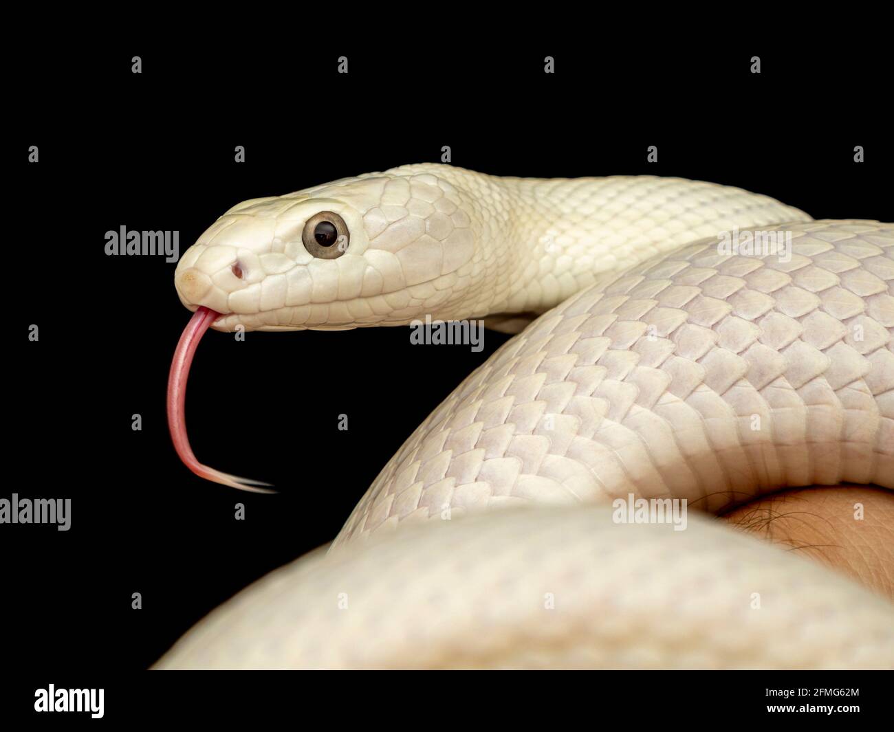 South Texas Rat Snake