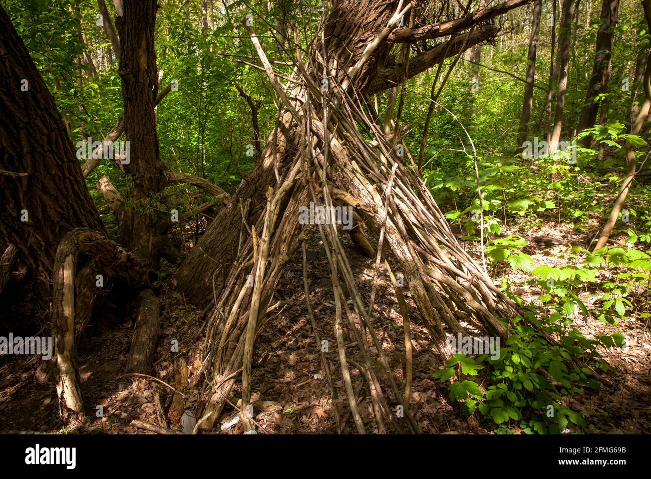 branch hut in the Belvedere country park between the districts ...