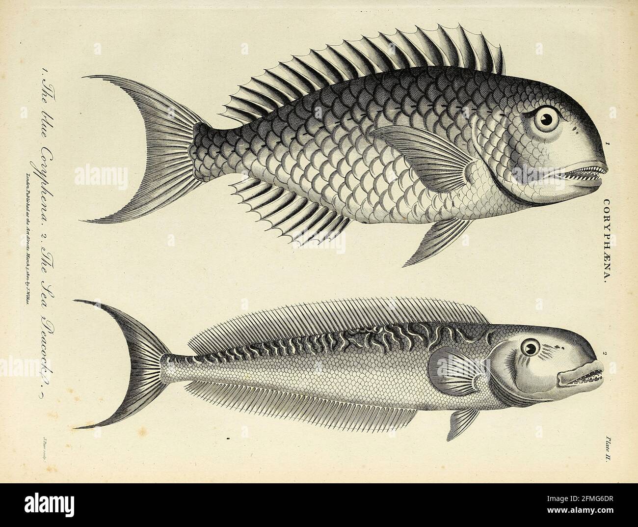 Vintage lithograph water animal hi-res stock photography and images - Alamy