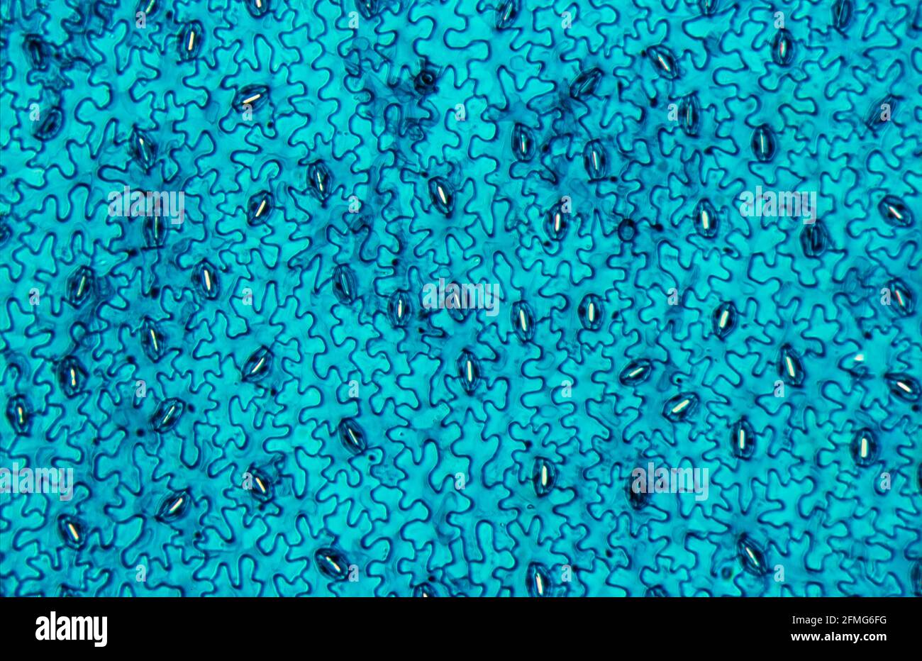 Leaf Epidermis Stomata High Resolution Stock Photography and Images - Alamy