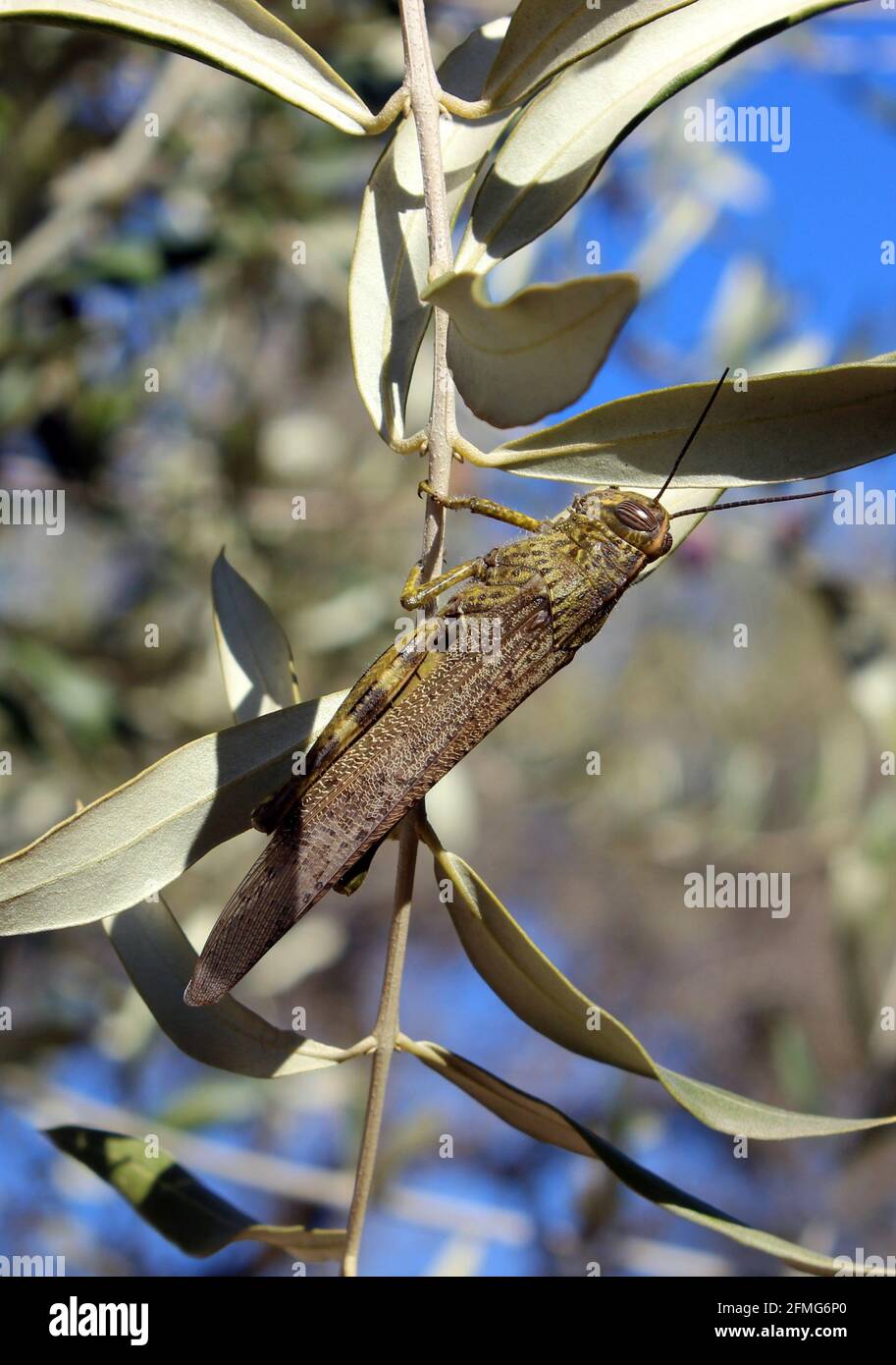 Crawling locust hi-res stock photography and images - Alamy
