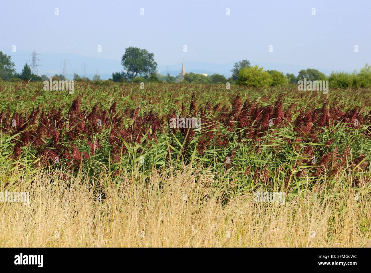 Grass heads hi-res stock photography and images - Alamy