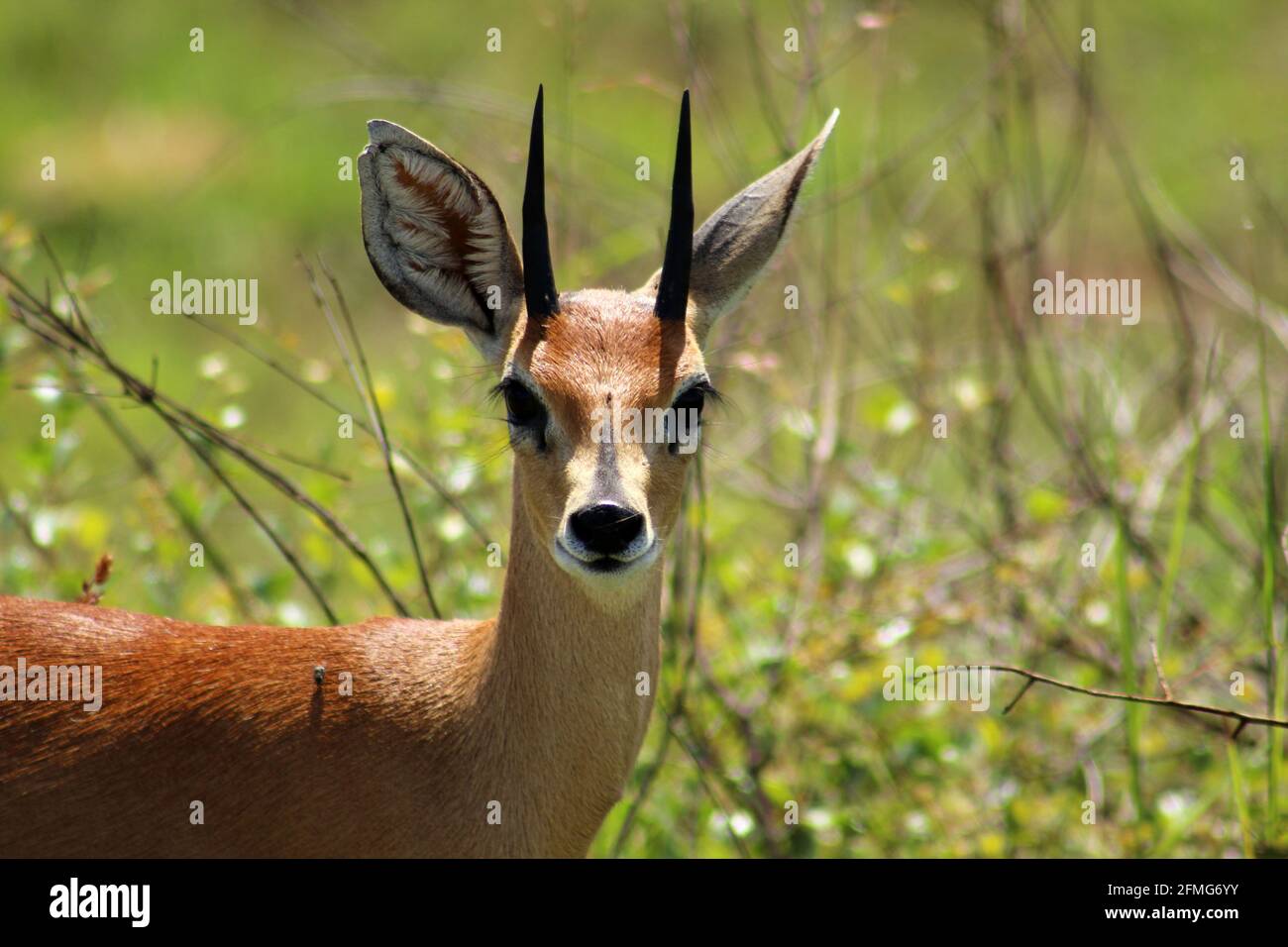 Small african antelope hi-res stock photography and images - Alamy