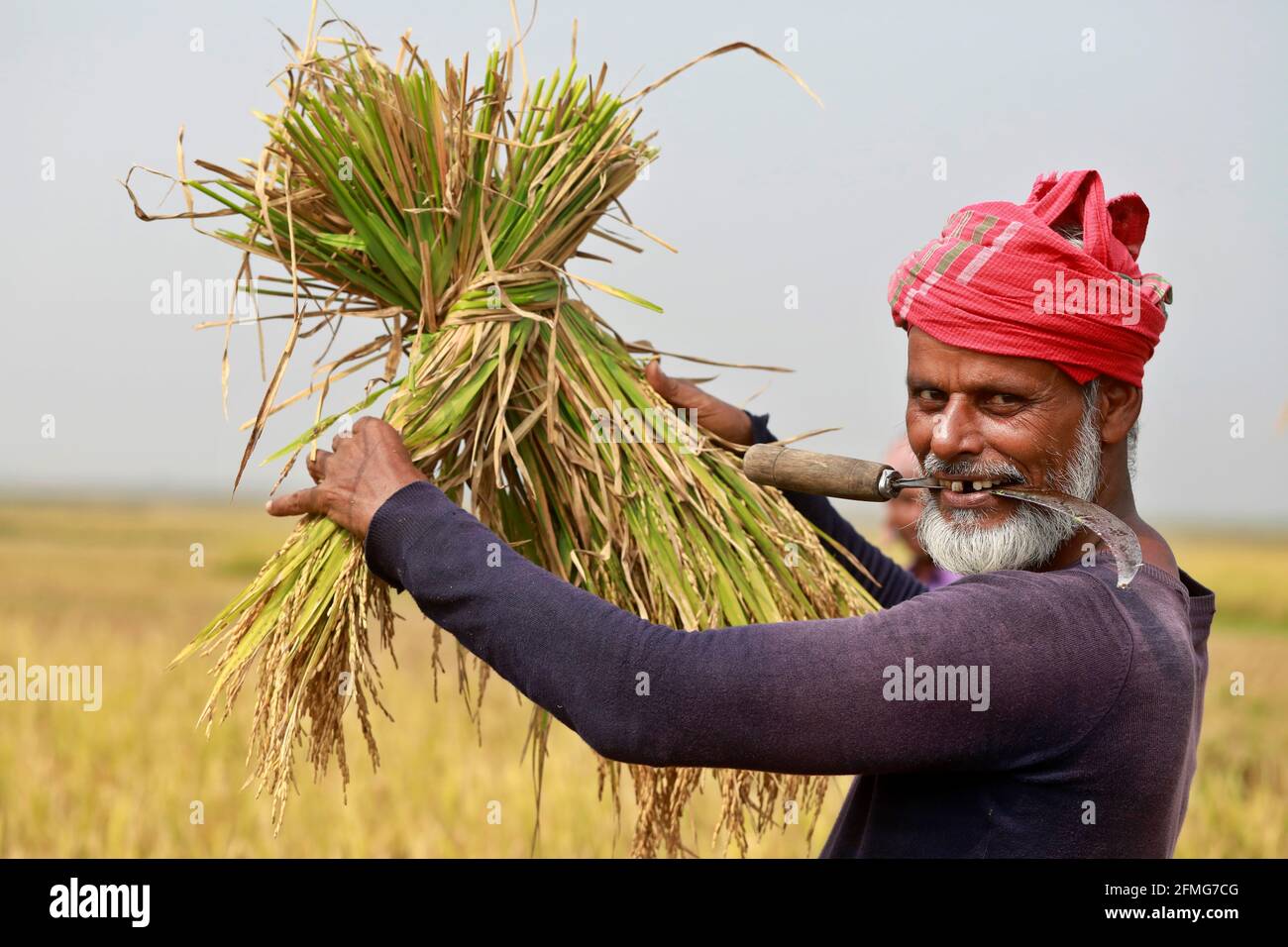 kishoreganj, Bangladesh - May 02, 2021: Bangladeshi farmers working on ...