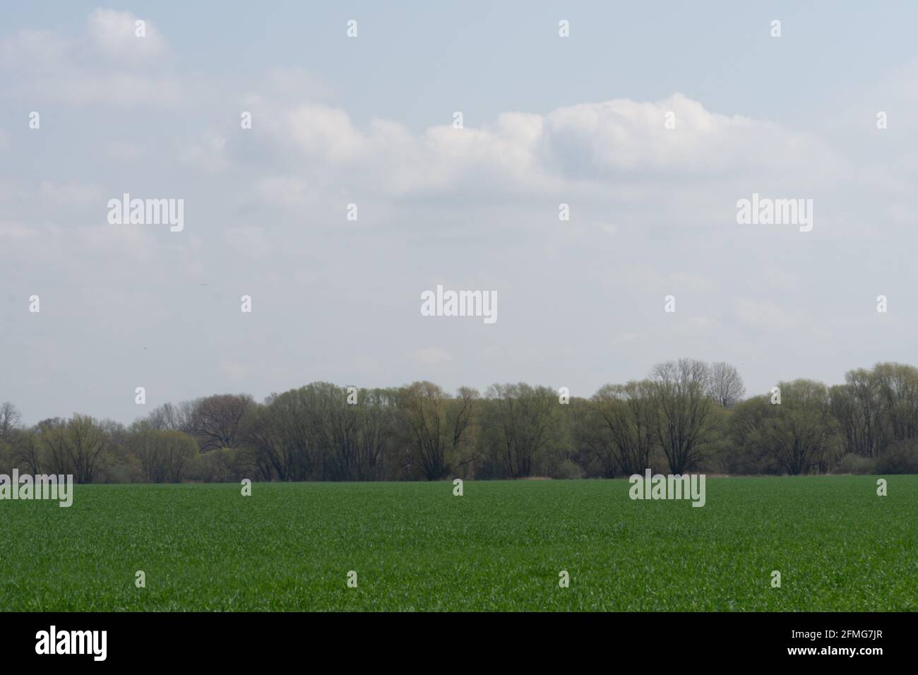 A natural view of a greenfield under a white sky in the countryside ...