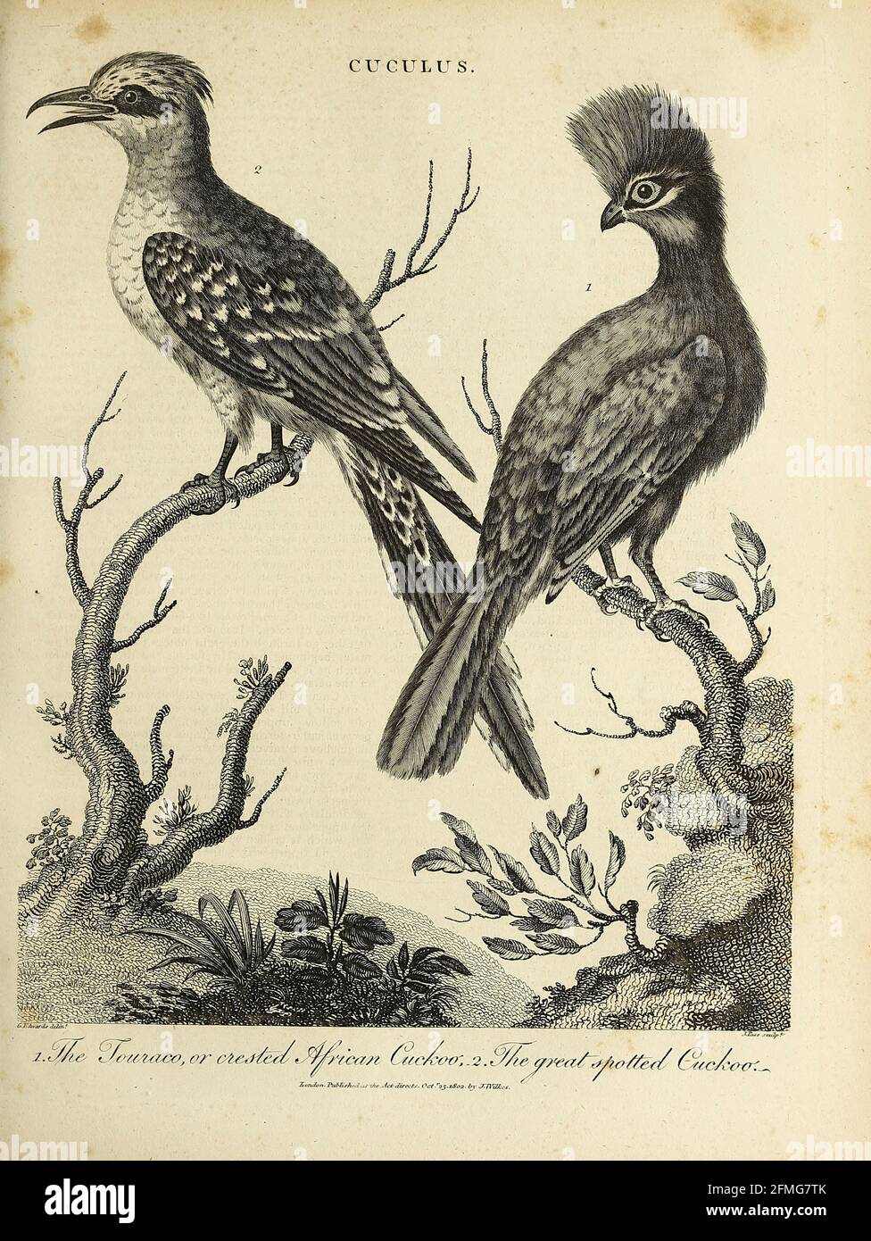 Cuculus [cuckoos] 1. Crested African Cucoo 2. Great Spotted Cuckoo ...