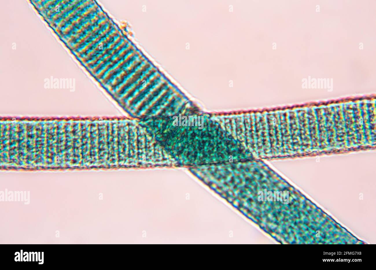 Filamentous High Resolution Stock Photography and Images - Alamy