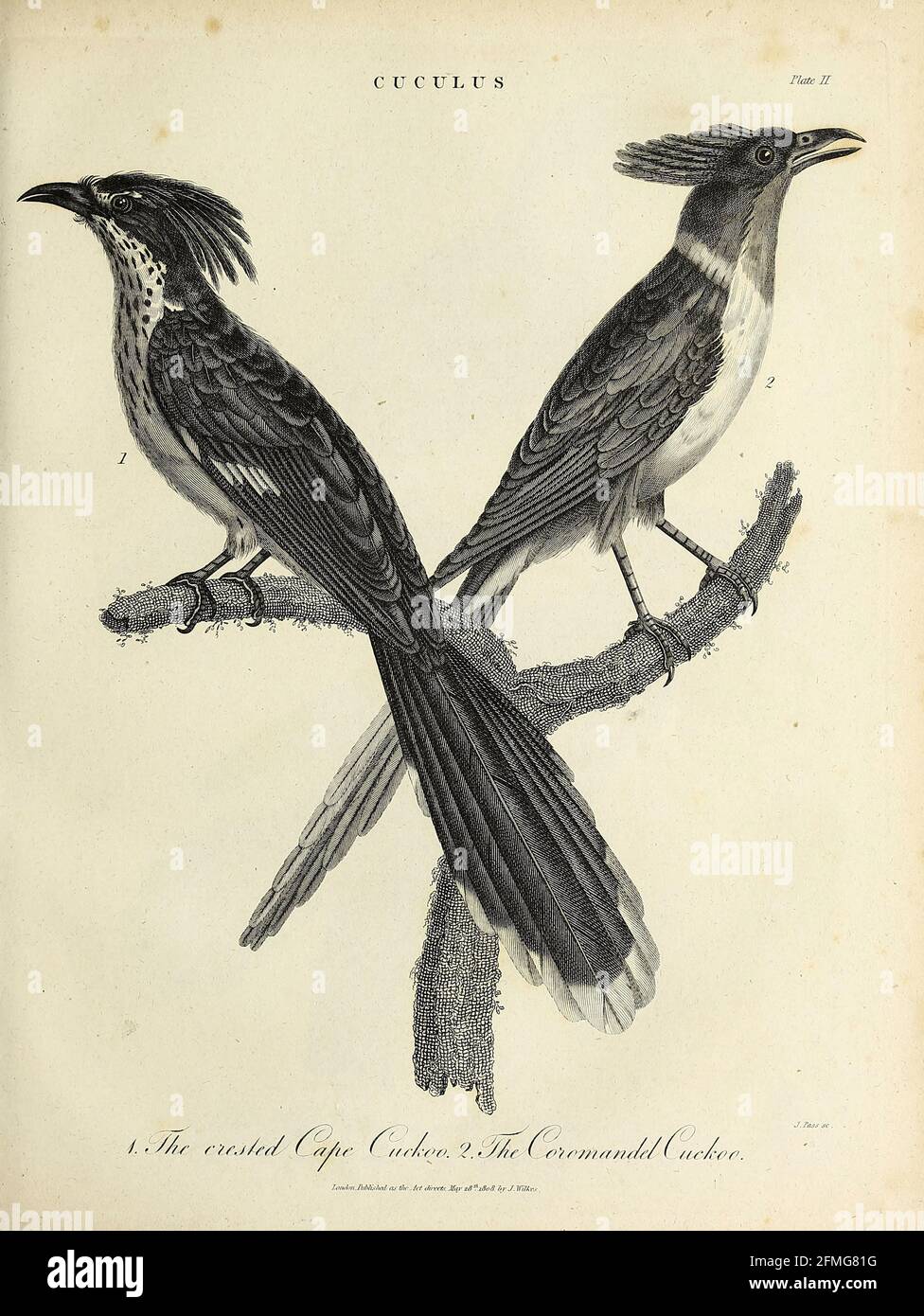 Cuculus [cuckoos] 1. Crested Cape Cucoo 2. Coromandel Cuckoo ...