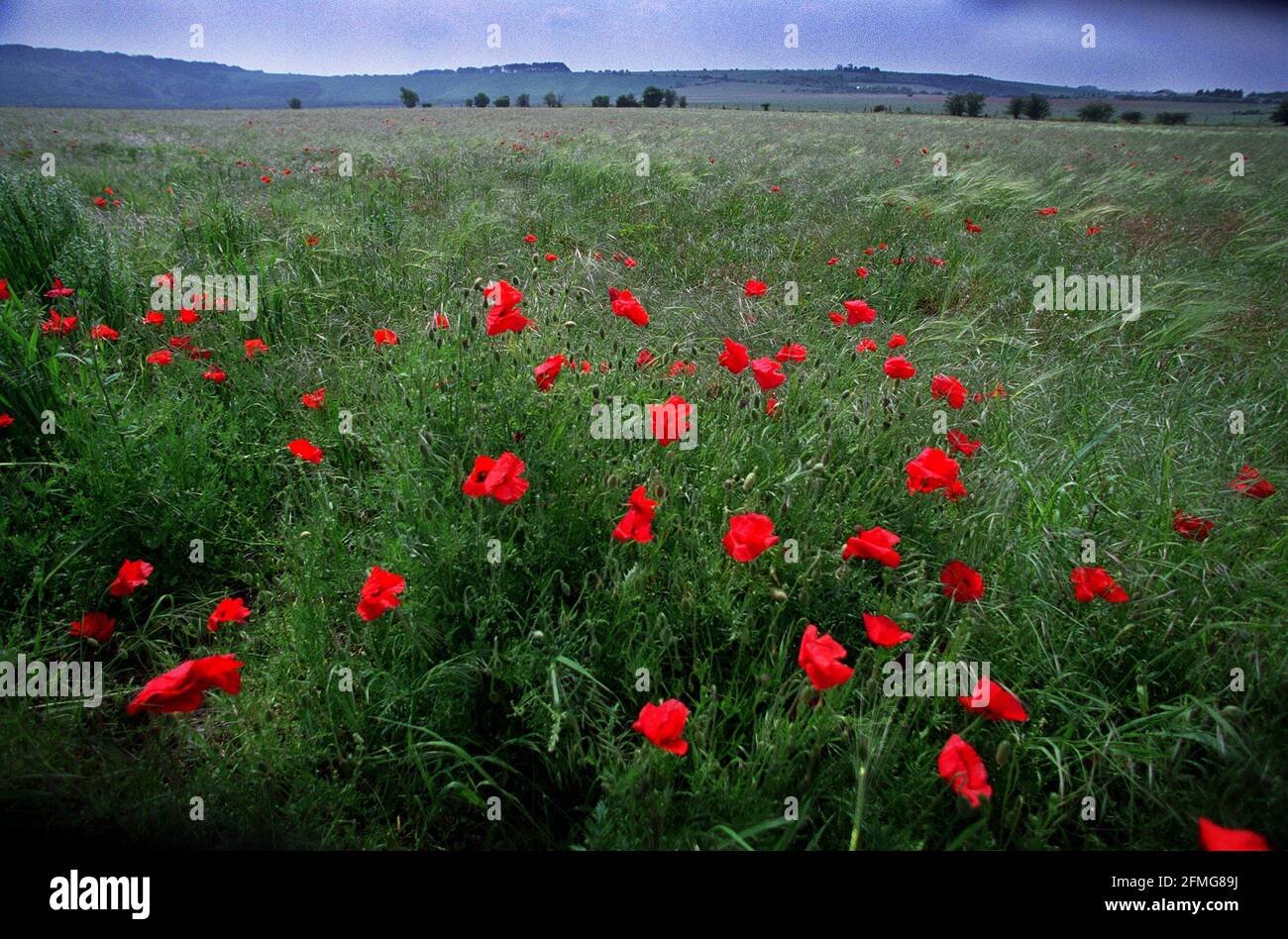 Morter shell hi-res stock photography and images - Alamy