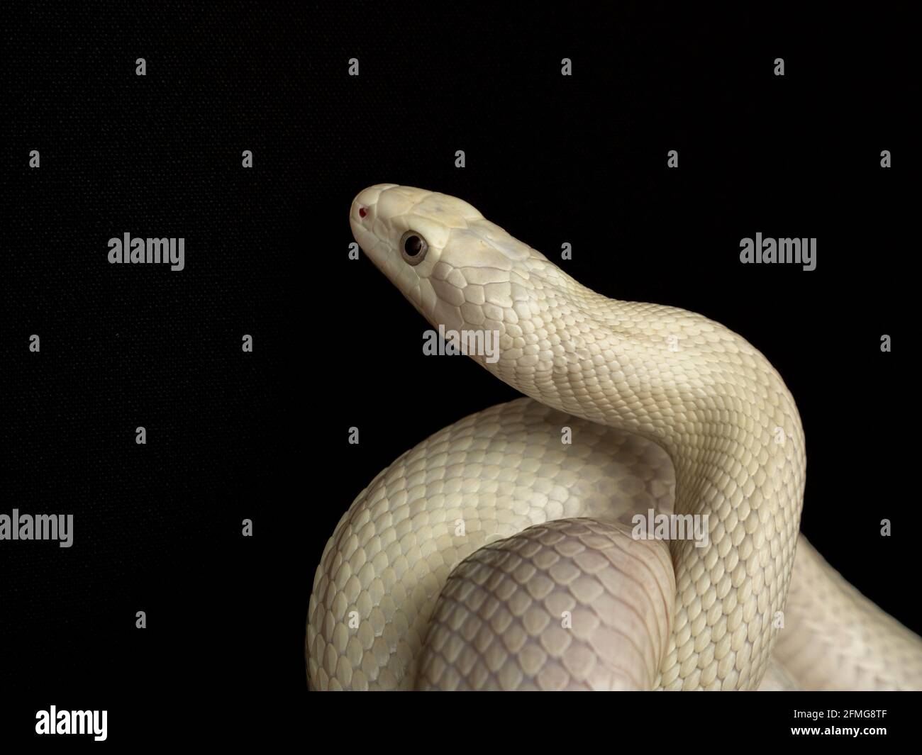 Texas rat snake hi-res stock photography and images - Alamy