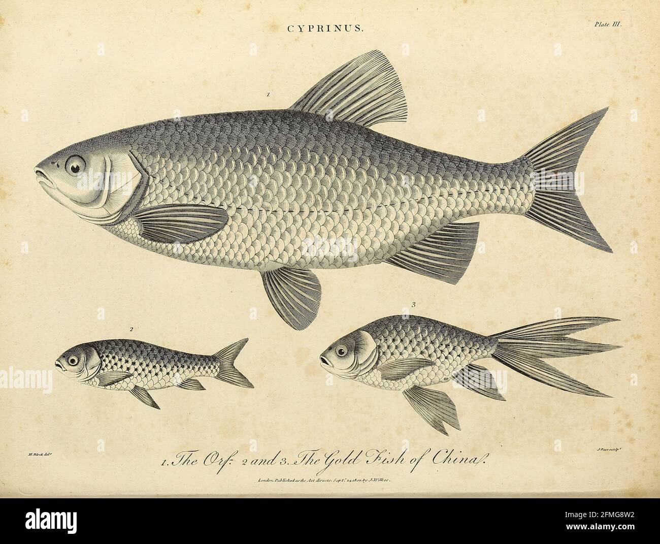 Koi fish illustration hi-res stock photography and images - Alamy