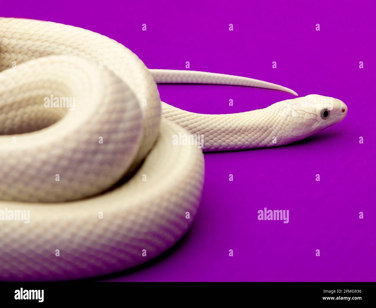 Texas leucistic rat snake hi-res stock photography and images - Alamy