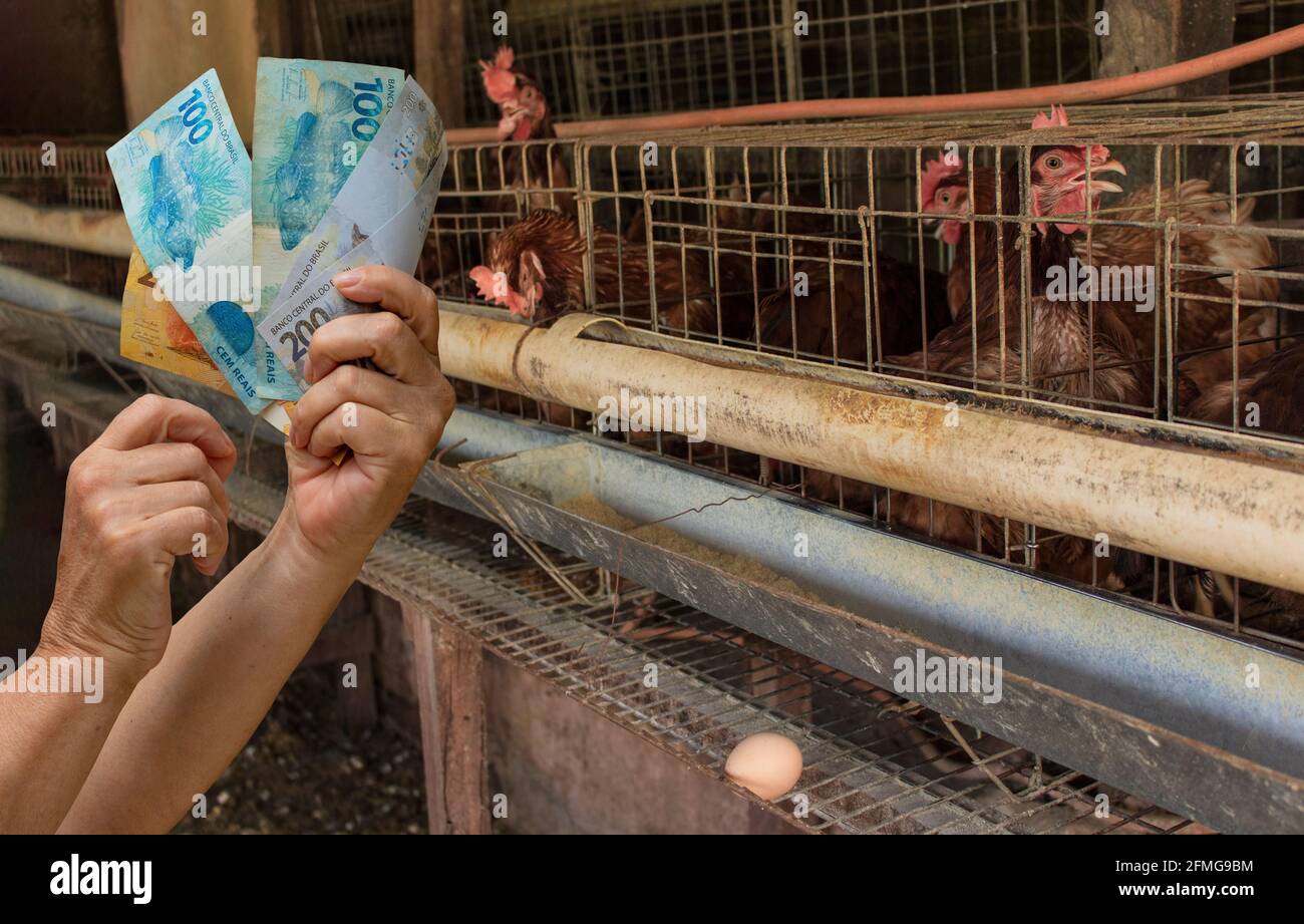 Person holding chicken isolated hi-res stock photography and images - Alamy