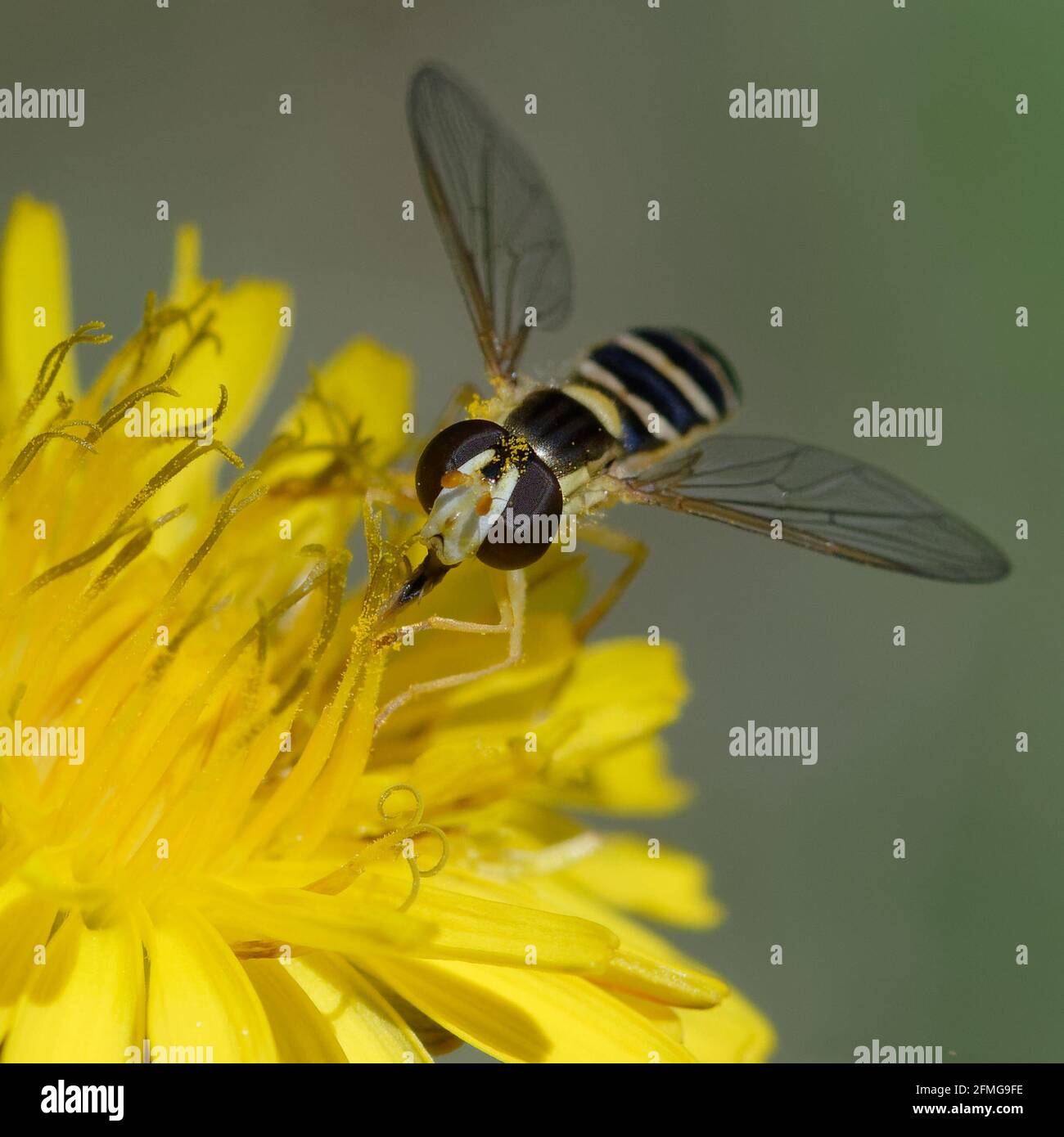 Female Long hoverfly (Sphaerophoria scripta) on a flower Stock Photo ...
